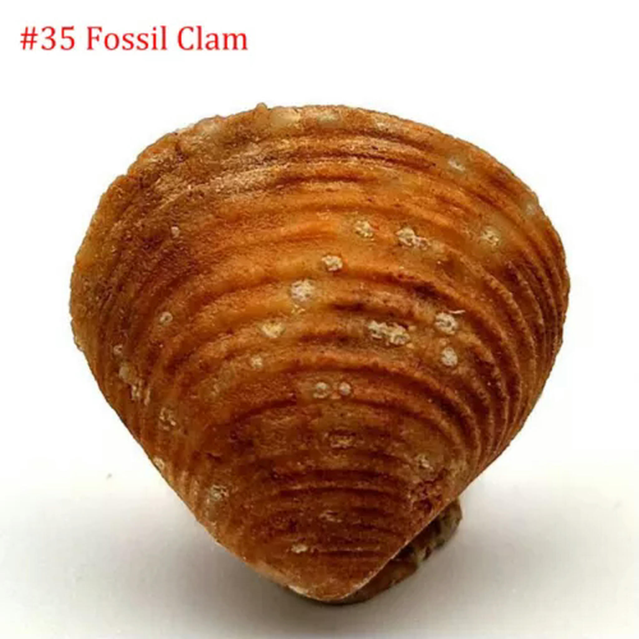 MATROOY Natural Trilobite, Crinoid ,Petrified Wood ,Crystals Rock ...