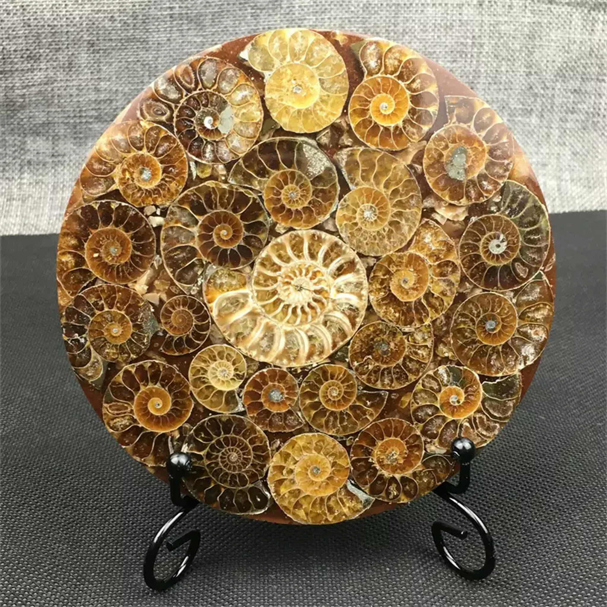 MATROOY TOP Natural Ammonite Disc Conch Specimen Healing +Stand 1PC ...