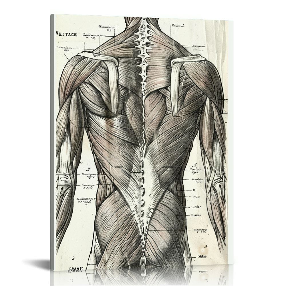 MAXIAO Medical Posters Muscle Anatomy Art - Human Anatomy Artwork ...