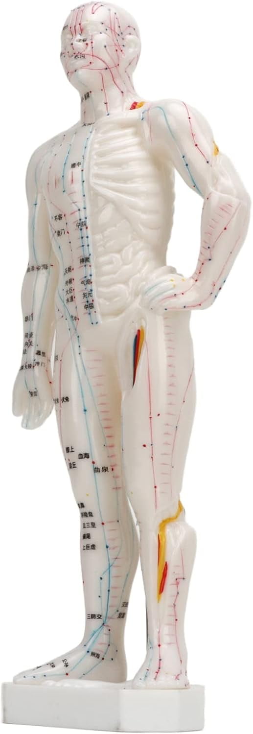 MAYUJIAASE Human Body Acupuncture Model Professional Portable PVC ...
