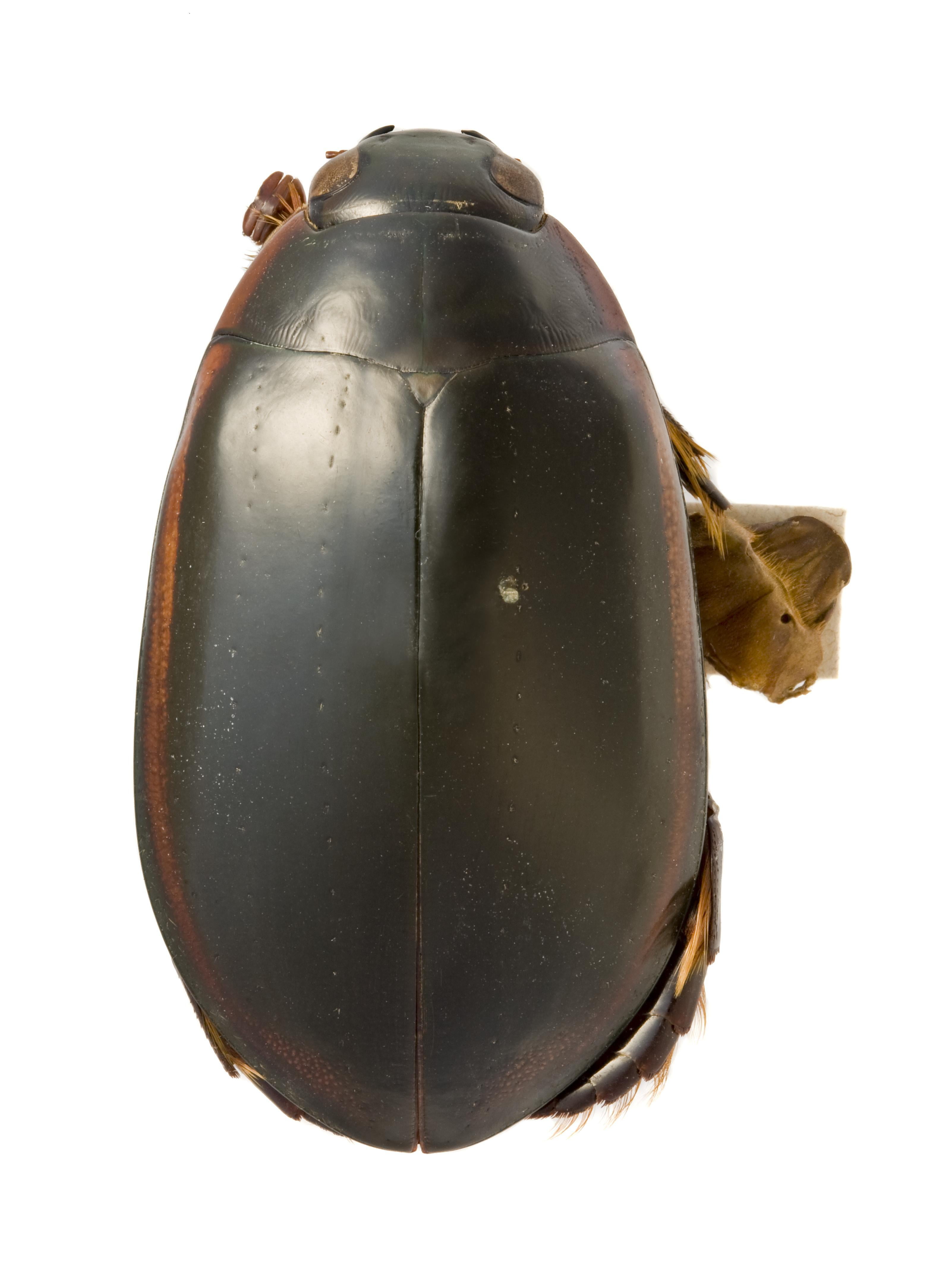 Megadytes Ducalis Water Beetle Glossy Poster Picture Photo Print Banner ...