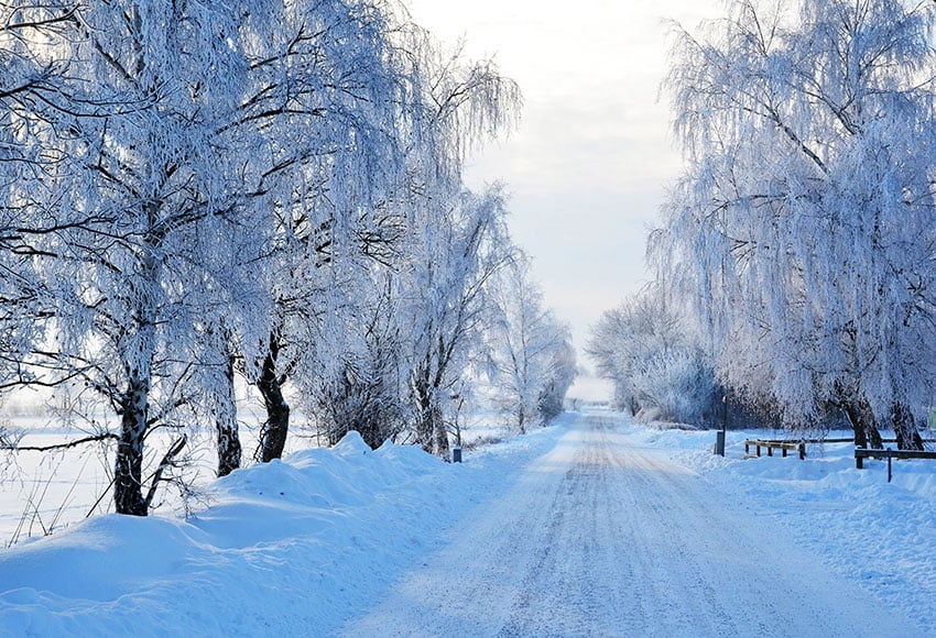 MEHOFOTO Winter Snow Tree Road Light Portrait Scenic Photographic ...