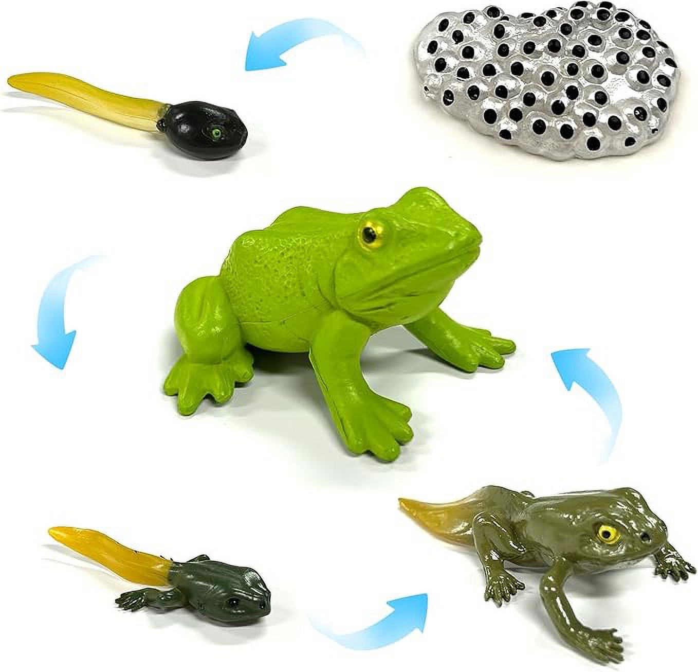 MEMOVAN Frog Animal Life Cycle Figures 5pcs Realistic Frog Growth ...