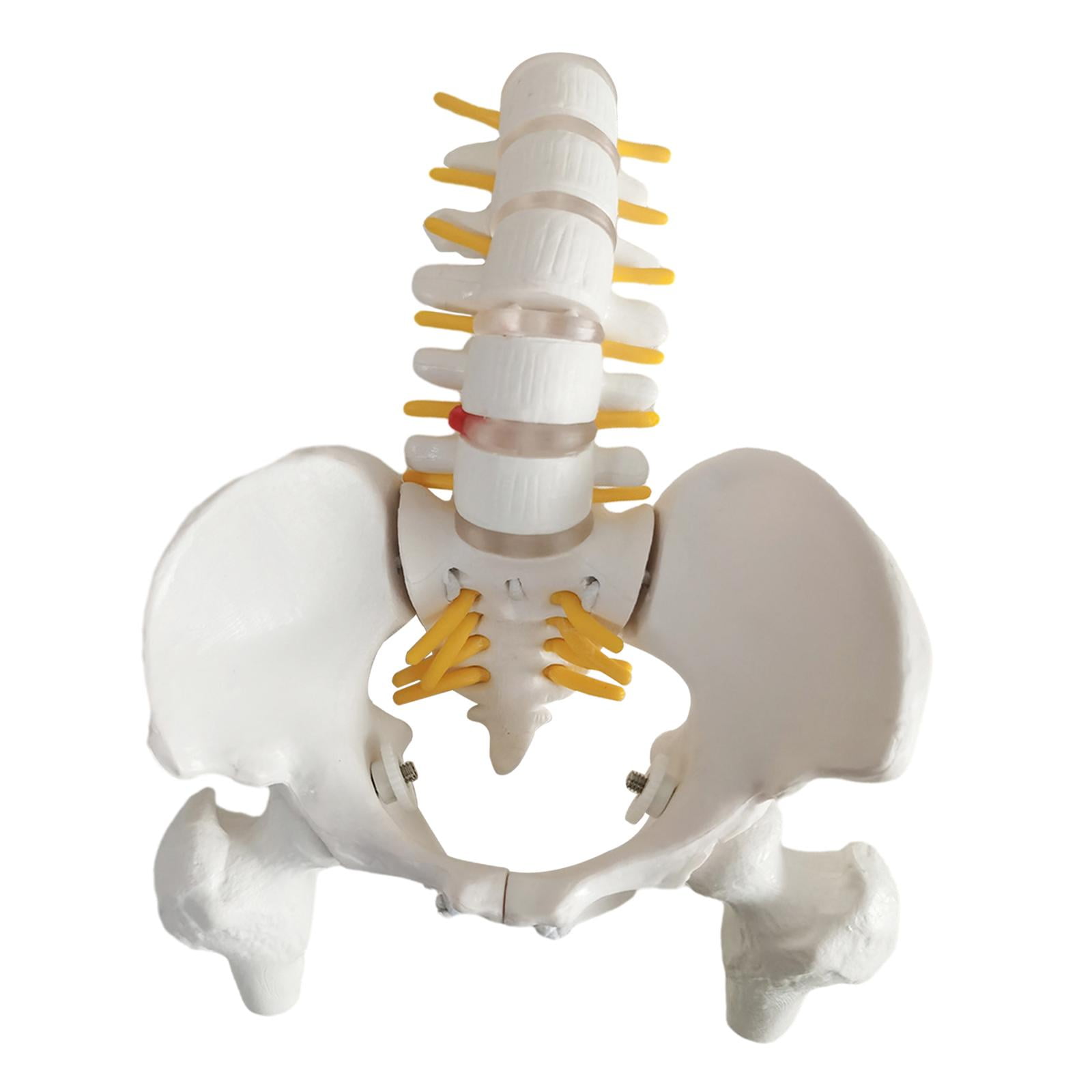 MERIGLARE Human Pelvis Skeleton Anatomical Model Human Spine Vertebral ...