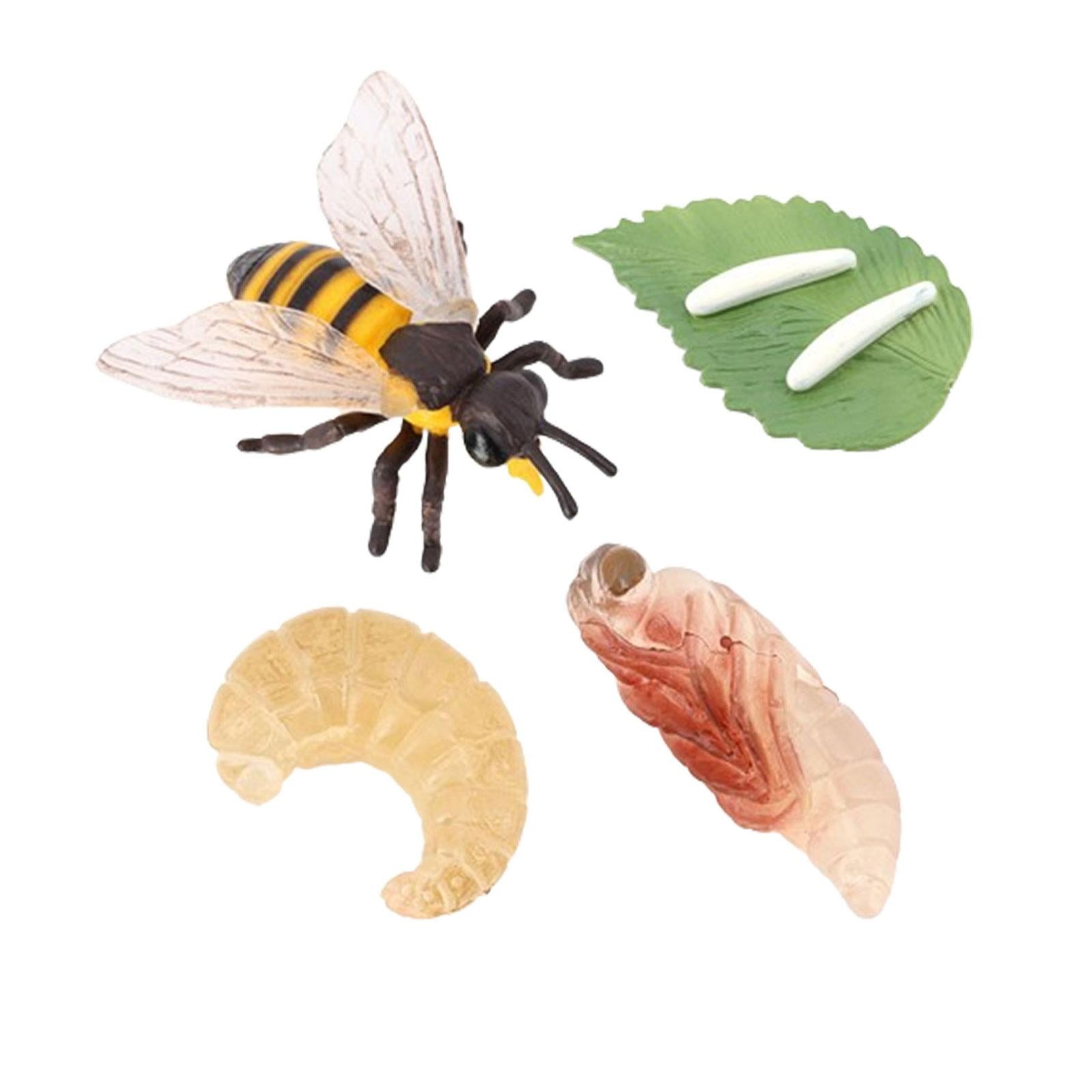MERIGLARE Life Cycle of Bee Toys, Animal Life Growth Cycle Figure, Farm ...