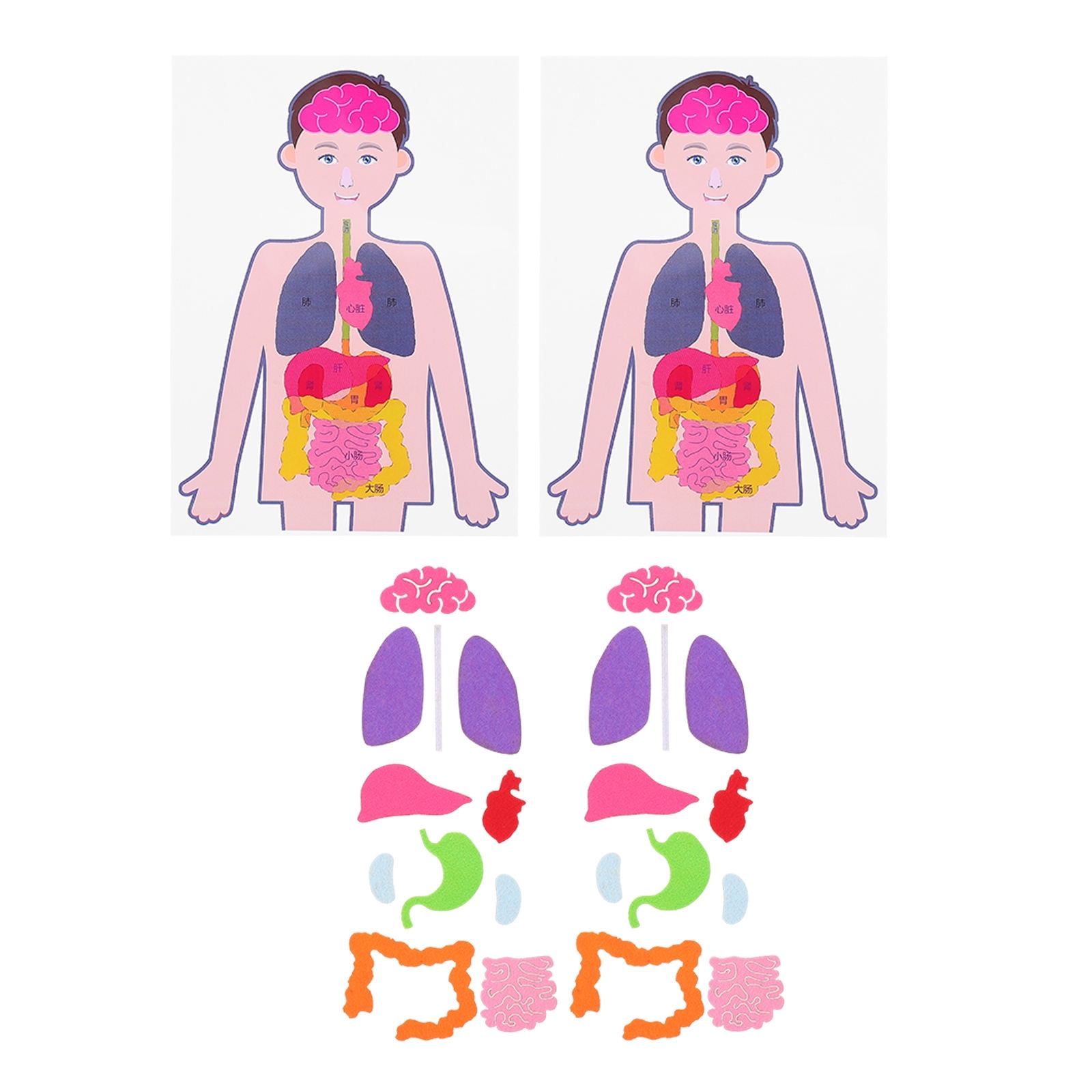 MERRYHAPY Fake Organs Teaching Aids Human Organs Models Multi-colored 2 ...