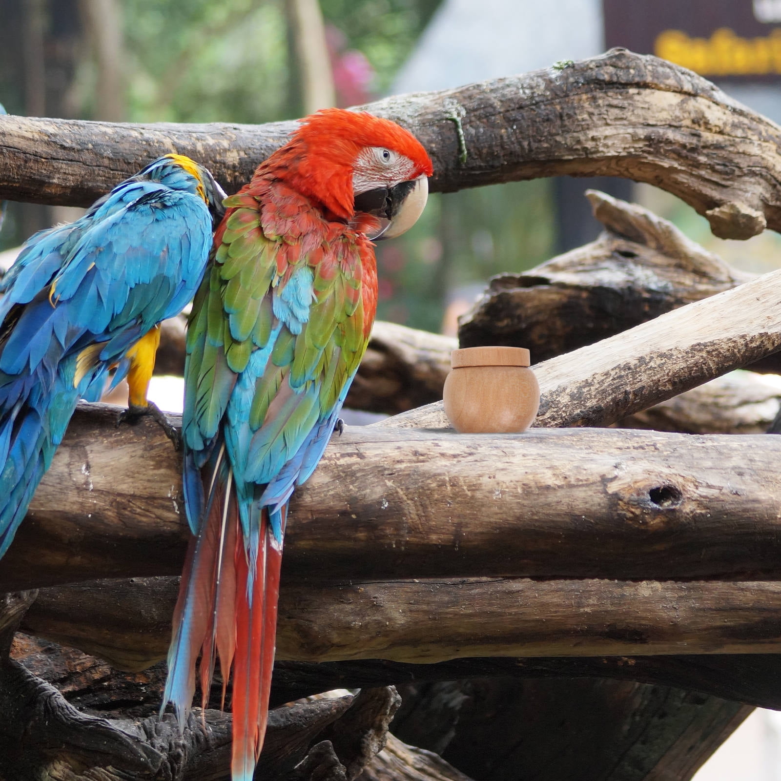 MERRYHAPY Bird Training Food Jar Parrot Handheld Feeder Bird ...