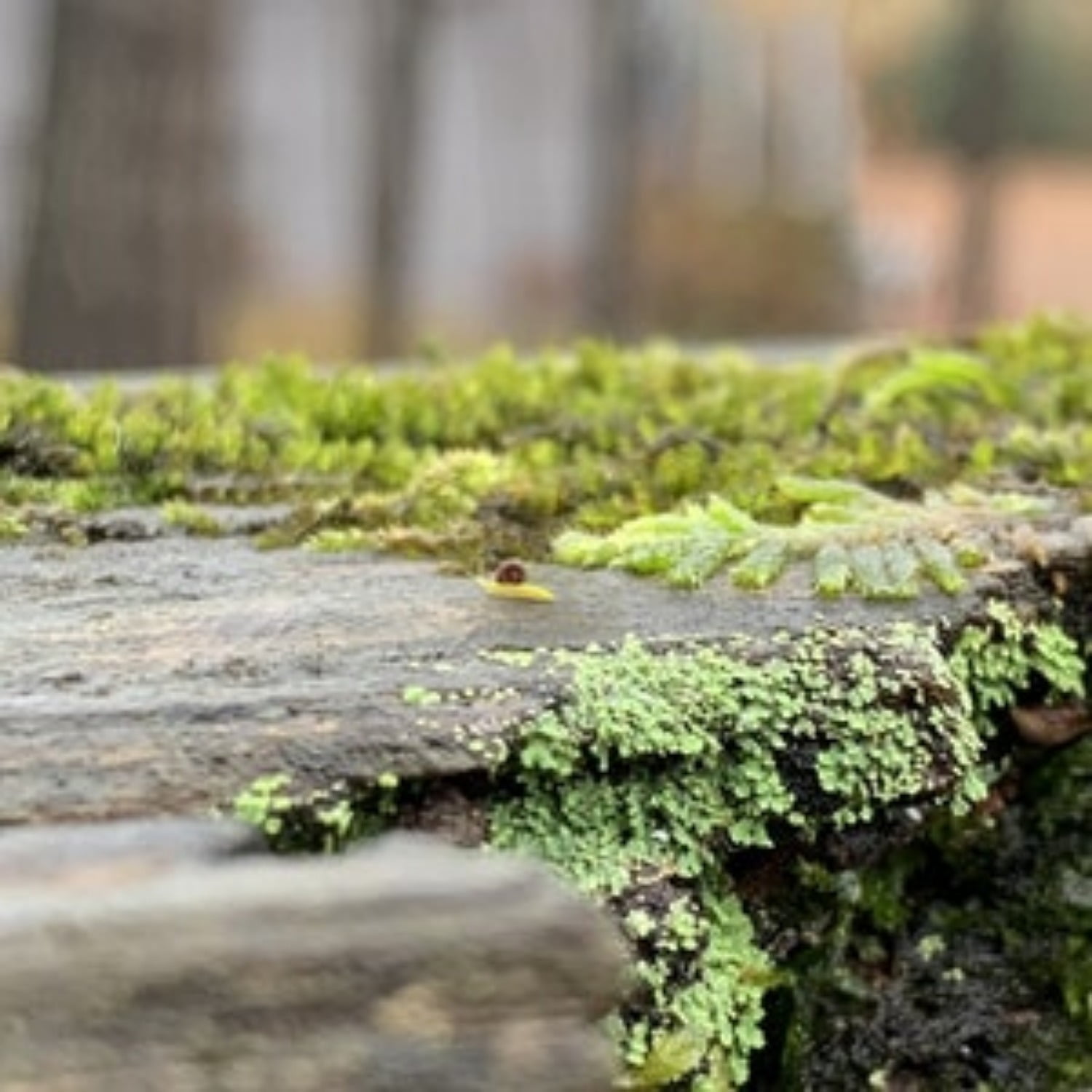 MICRO Mini Garden Snail, 1mm Shell, Handmade 1:12 Scale Miniature Brown ...