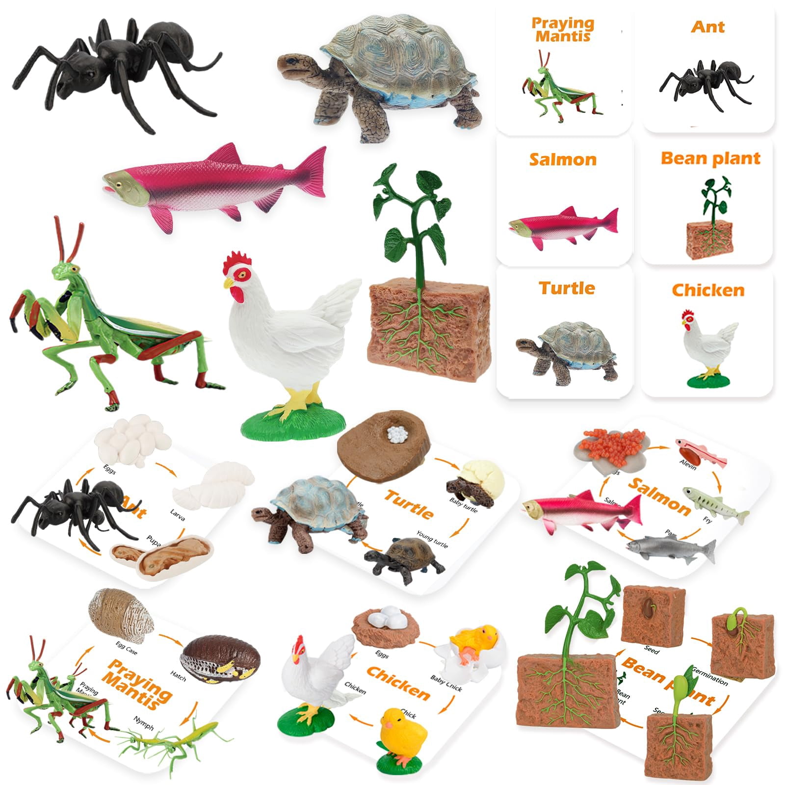MIKNEKE Montessori Life Cycle Animal Figurines Learning KMC2& Education ...