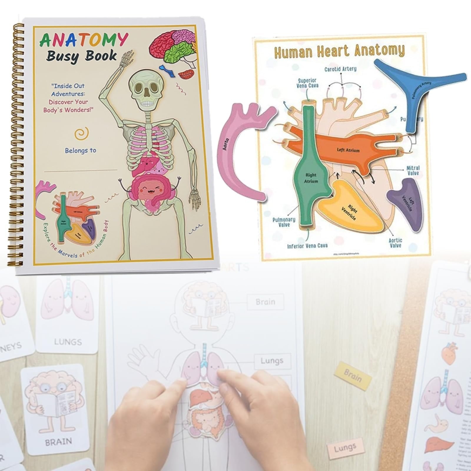 MINGFENGS Human Body Activity Book for Kids - 63 Page Anatomy Learning ...