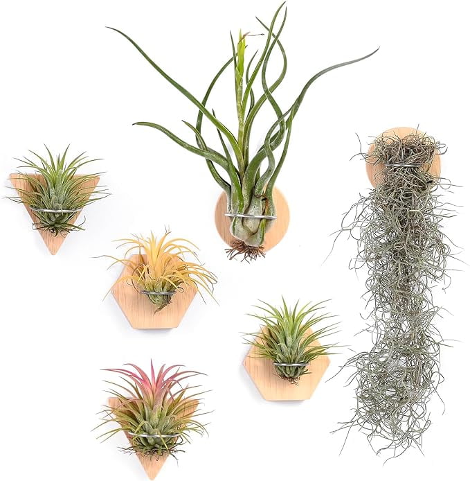 MITIME Air Plants Holders-Real Wood Live Air Plant Holders.Rustic Air Plant Stand,Wall-mounted ...