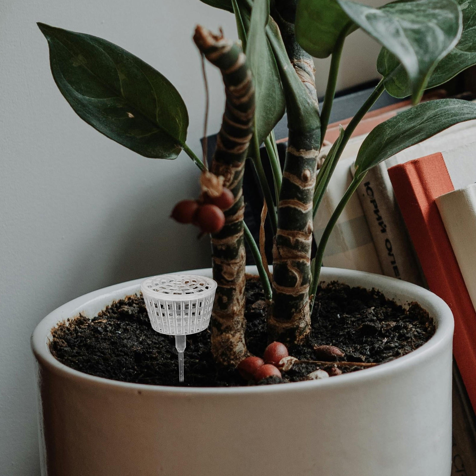 DINHEAROM Orchid Fertilizer Spikes Transparent For Plant Fertilizers ...