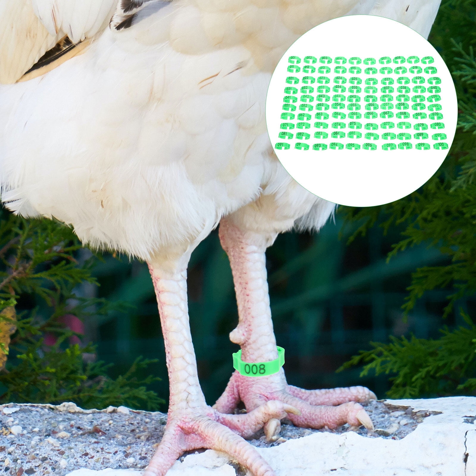 MLINS 100pcs Plastic Poultry Numbers Rings Chicken Identification Foot ...