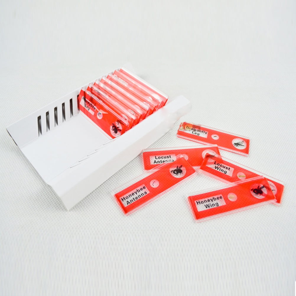 MLINS 12 PCS Biological Slide Slides for Microscope Kids Microscopes ...