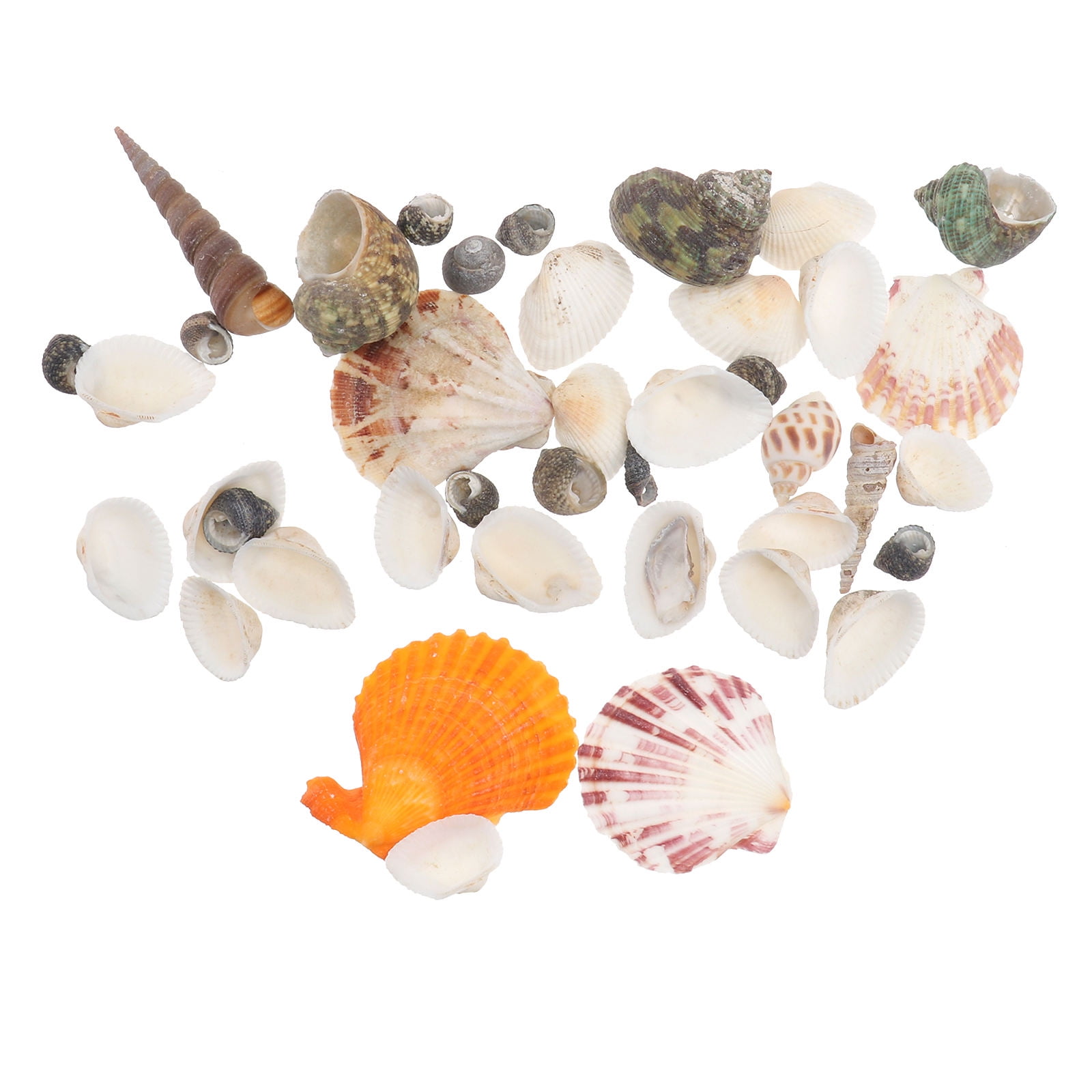 Fish Tank Decorative Shells for Decoration Use Lovely Adornments in 2 ...