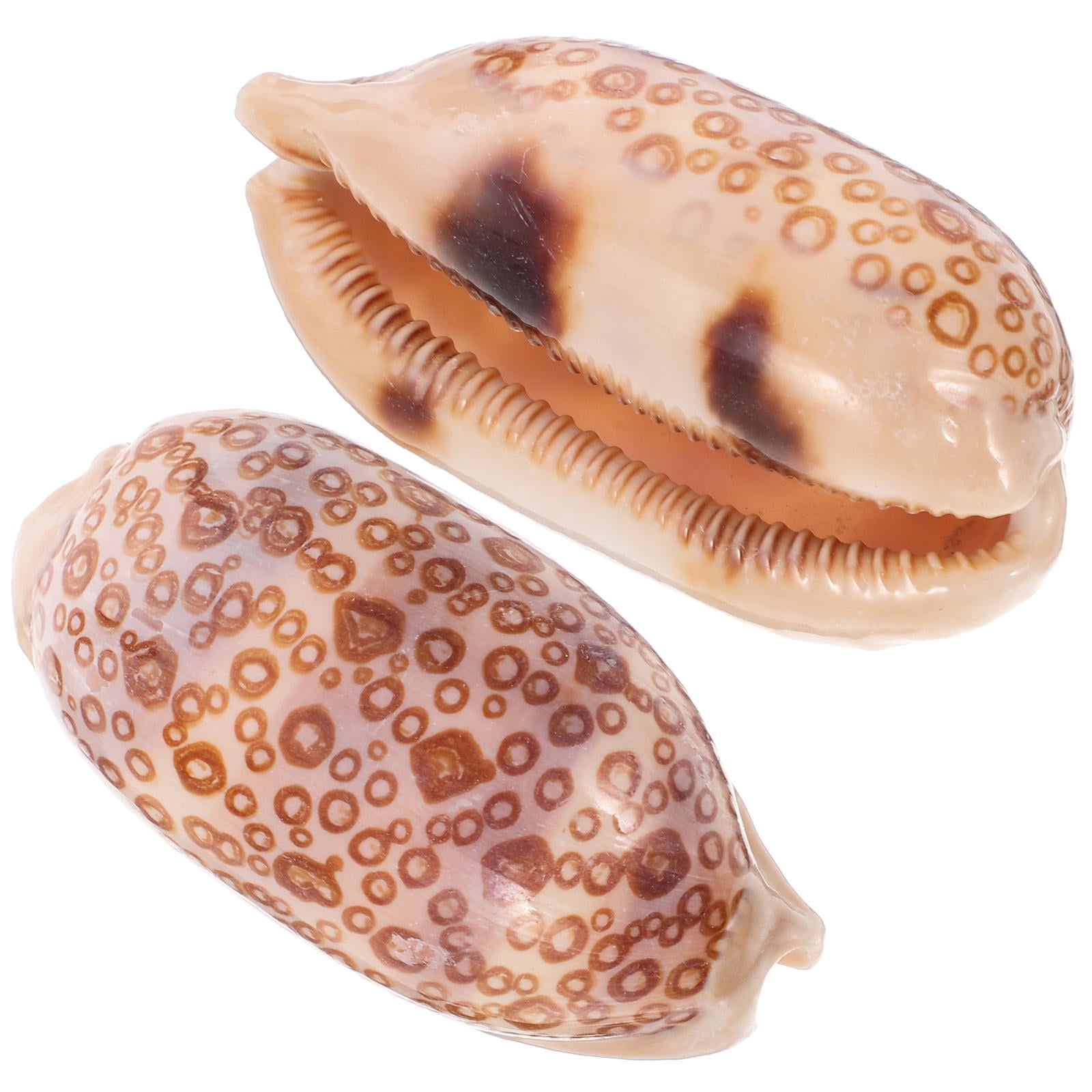 MLINS 2 Pcs Cowrie Shells for Decoration Seashell Tank Decorations ...