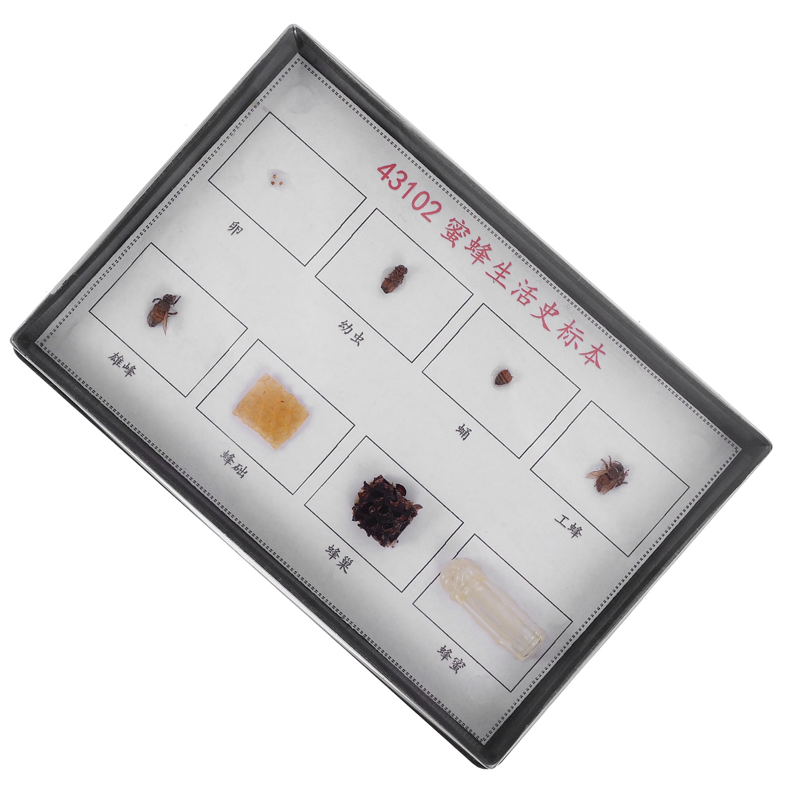 MLINS 2 Sets Bee Lifecycle Specimen Display Bee Lifecycle Specimen ...