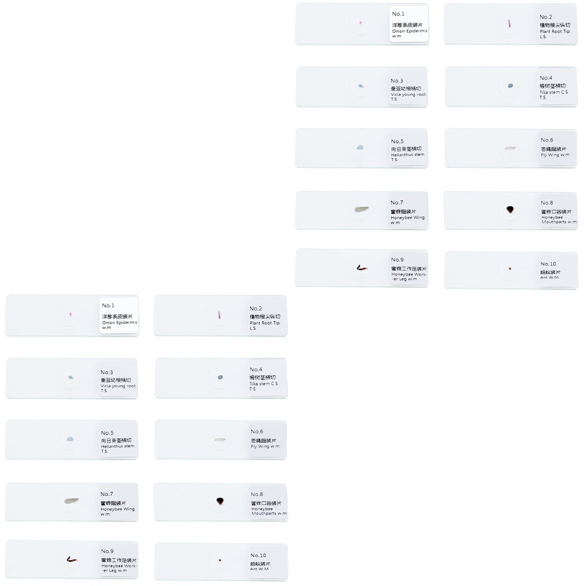 MLINS 20 PCS /Set Biology Sample Specimens Microscope Prepared ...
