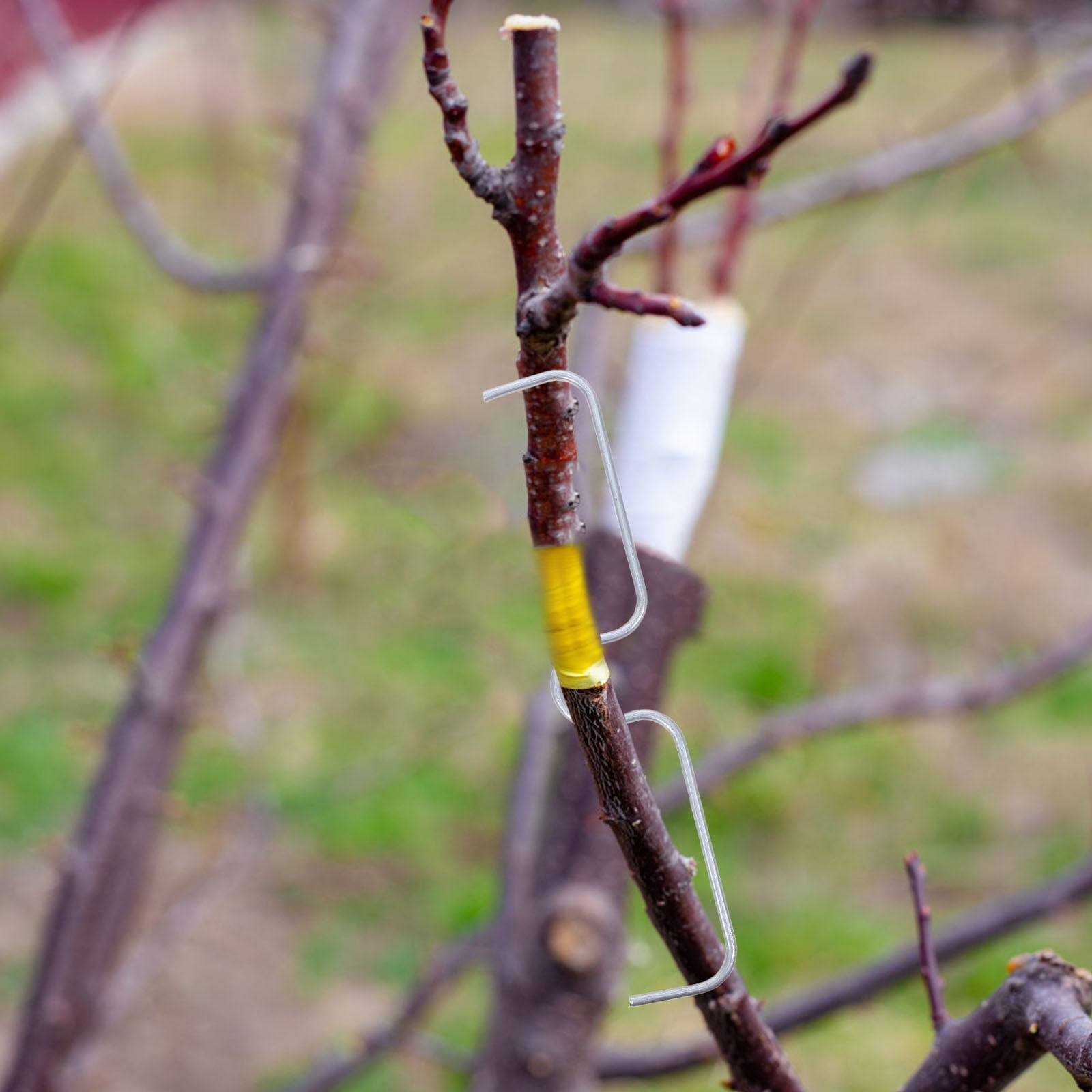 MLINS 21Pcs Fruit Tree Branch Spreader Branch Separator Metal Branch ...