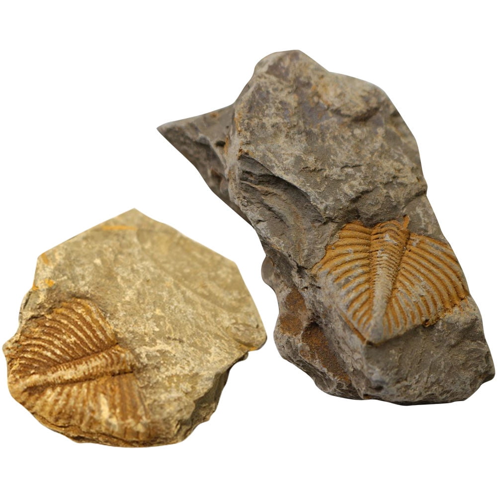 MLINS 2Set Authentic Small Trilobite Tail Model Irregular Shape for ...