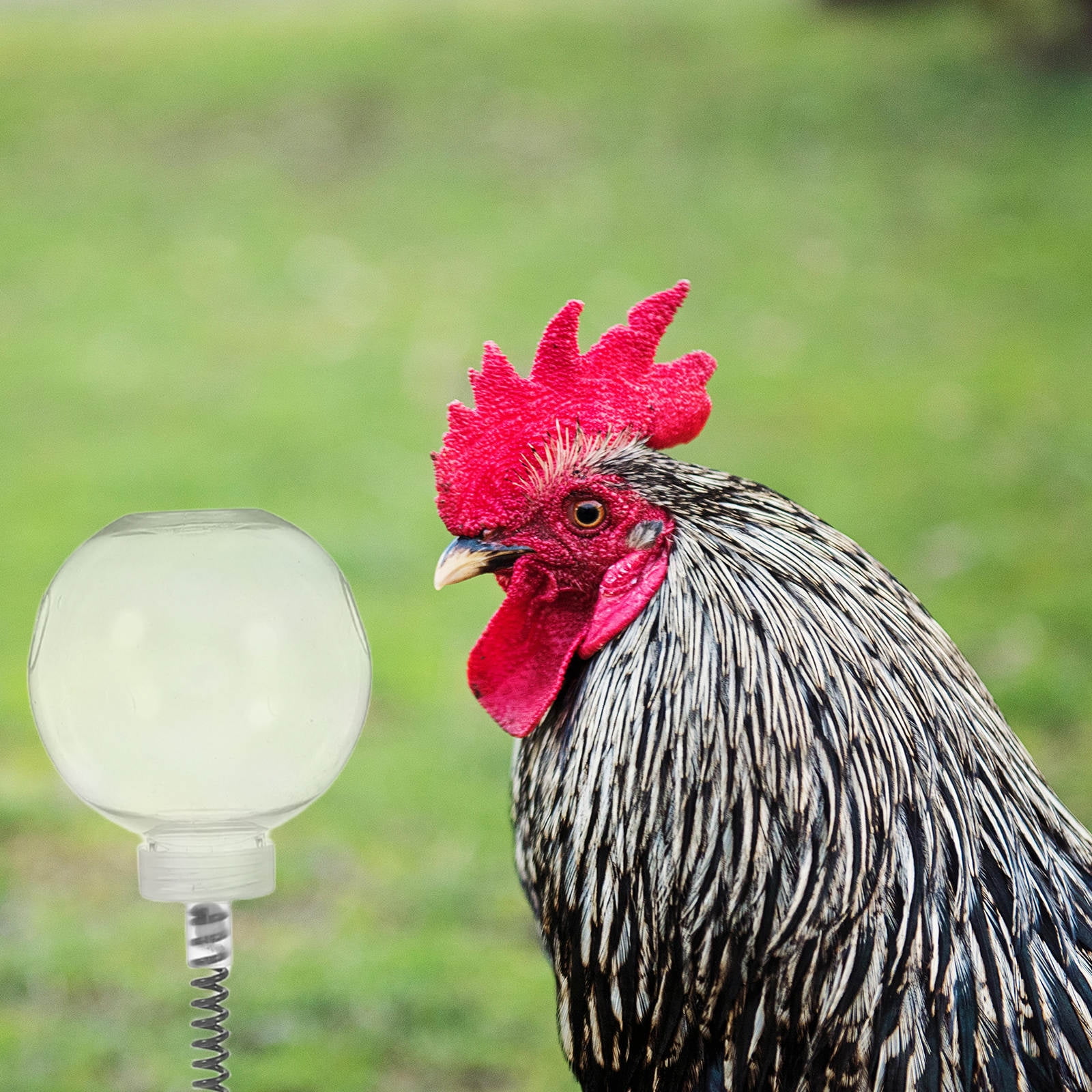 MLINS 2pcs Chicken Pecking Toy Slow Feeder For Chickens Enrichment Toys ...