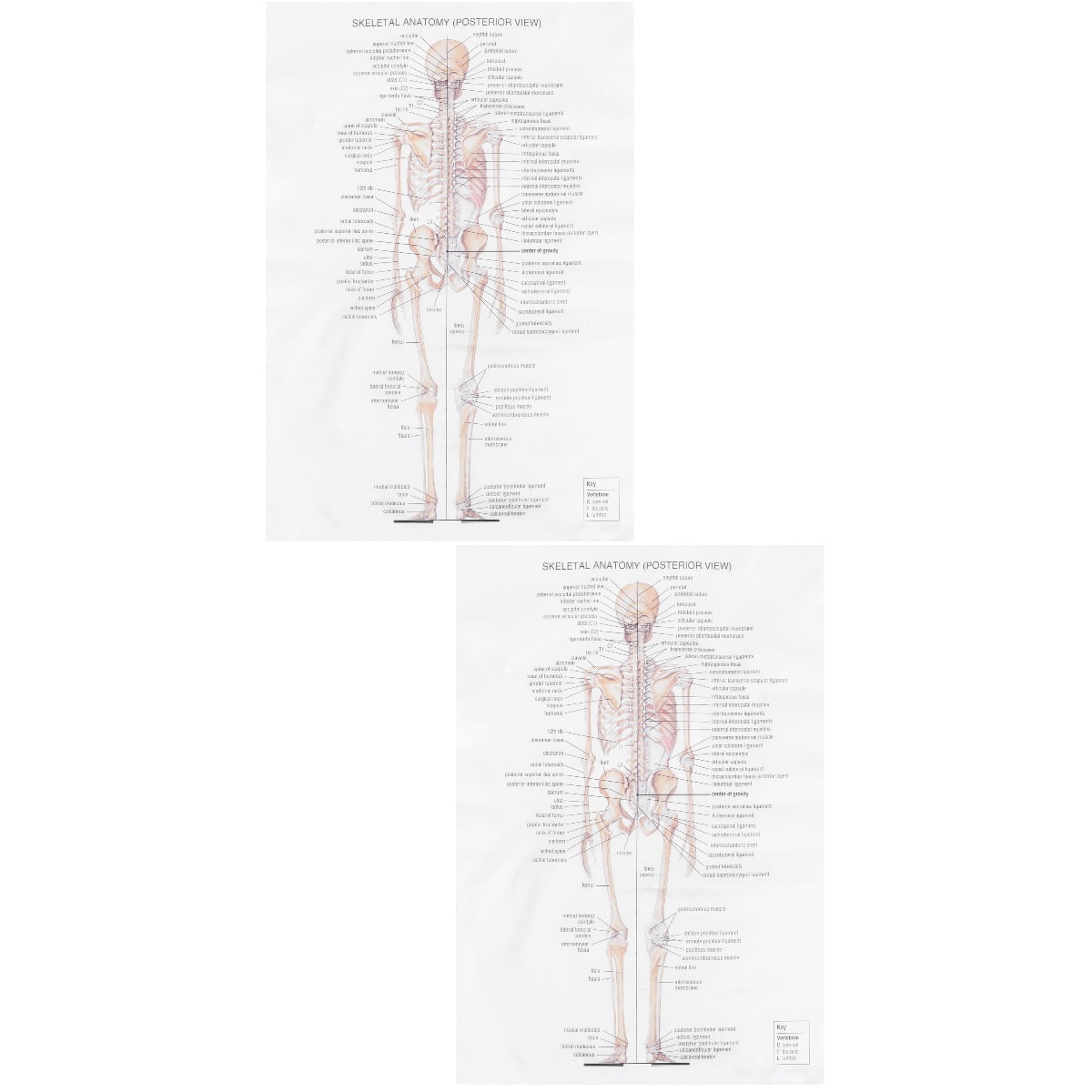 MLINS 2pcs Skeletal System Anatomy Poster Premium Anatomy Poster Home ...