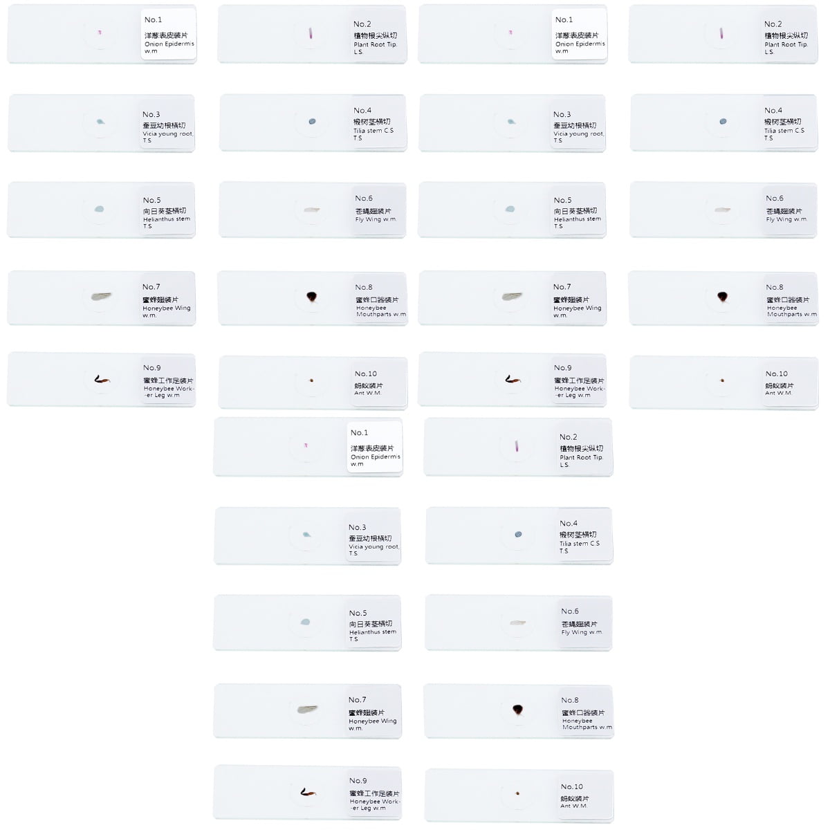 MLINS 30 PCS /Set Biology Sample Specimens Microscope Prepared ...