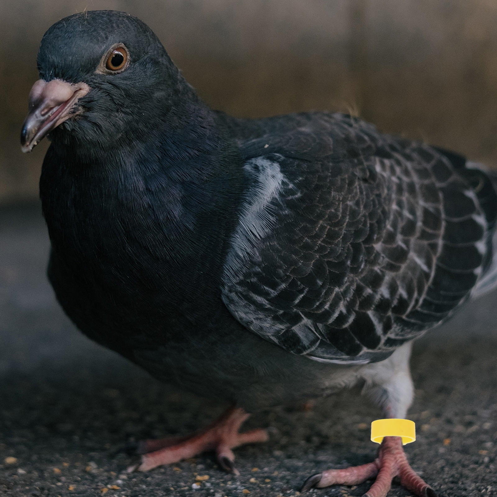 MLINS 300 Pcs Bright Color Pigeon Rings Foot Identification Leg Colored ...