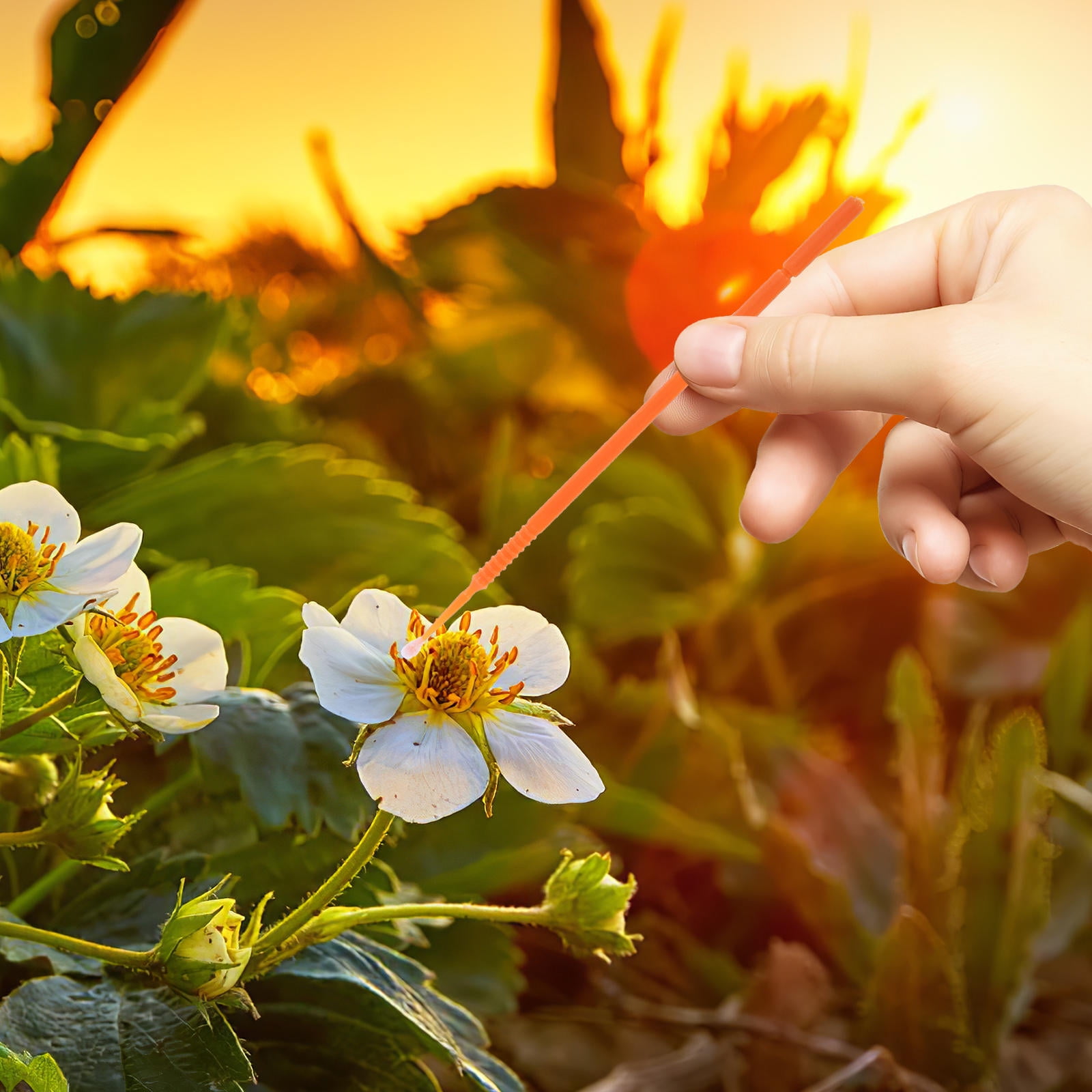 MLINS 30pcs Garden Pollinator Pollinator Tool Strawberry Pollinator ...