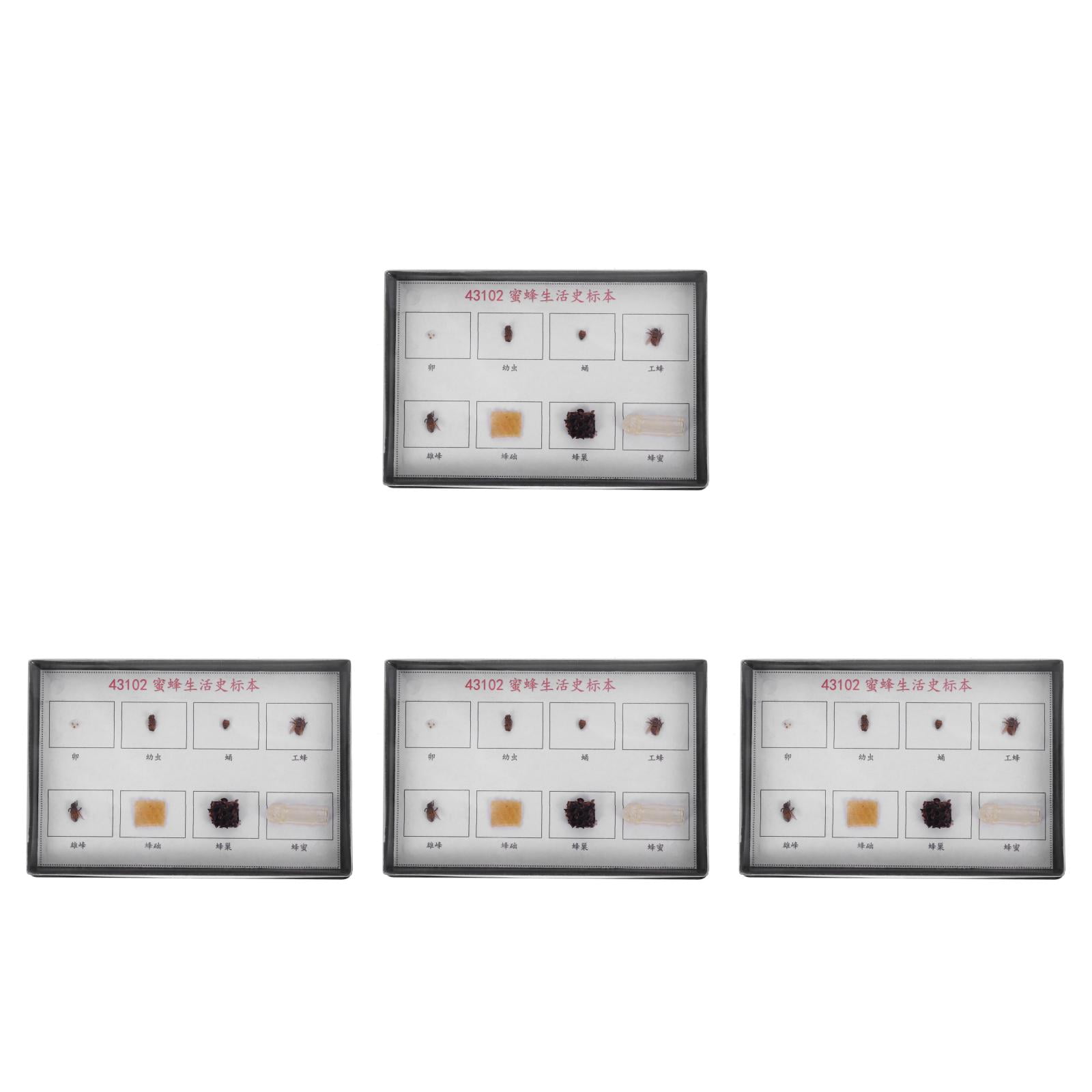 MLINS 4 Sets Bee Lifecycle Specimen Display Bee Lifecycle Specimen ...