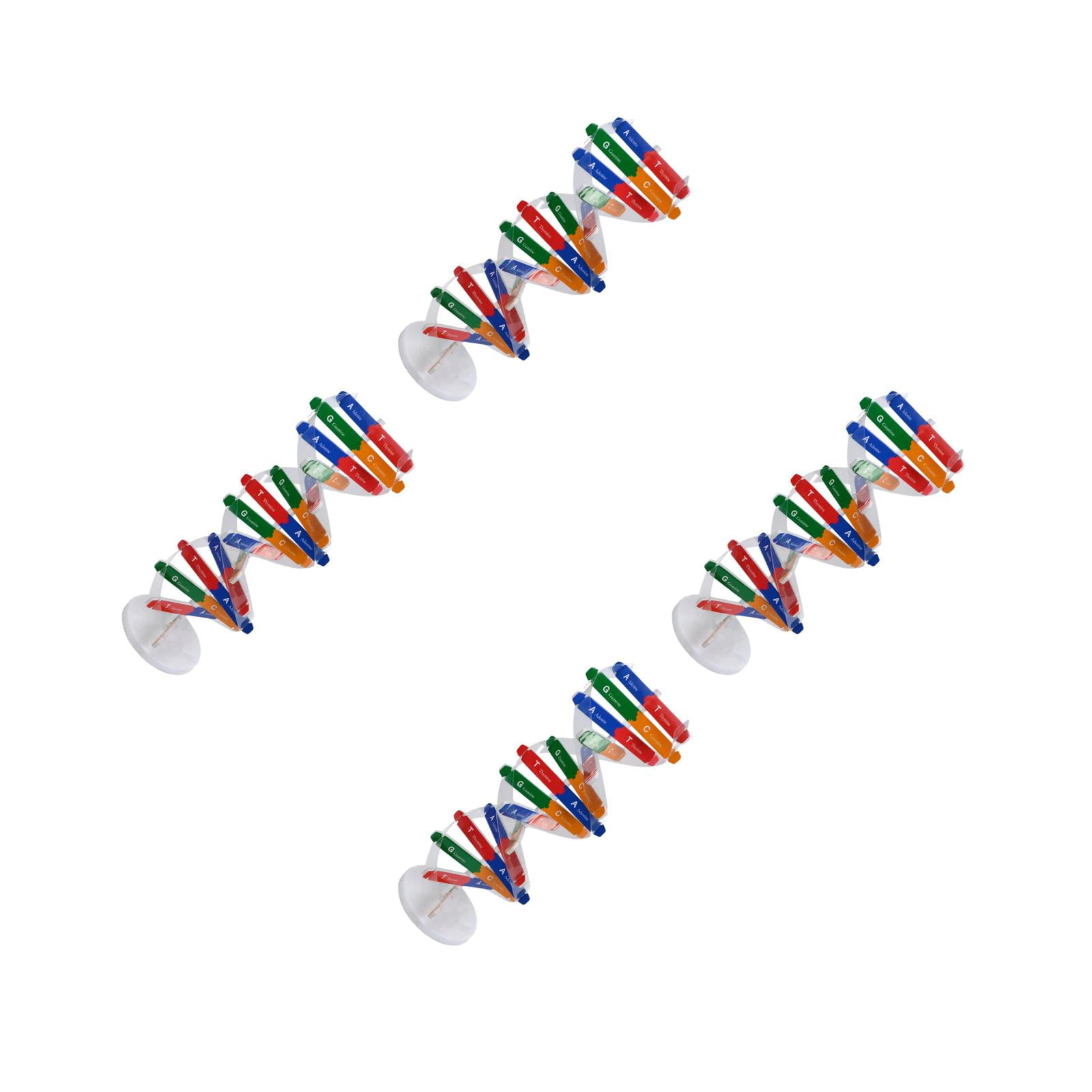 MLINS 4pcs DNA Models Double Helix Model: 1 Set Scientific DNA Model ...