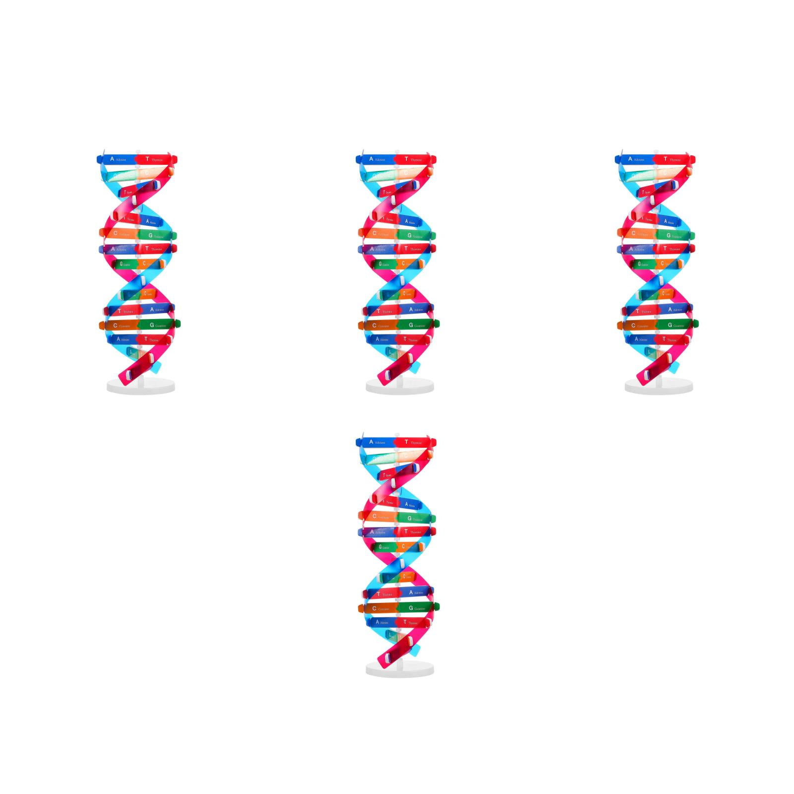 MLINS 4pcs Self Assembling DNA Display Stand Double Helix Model Human ...