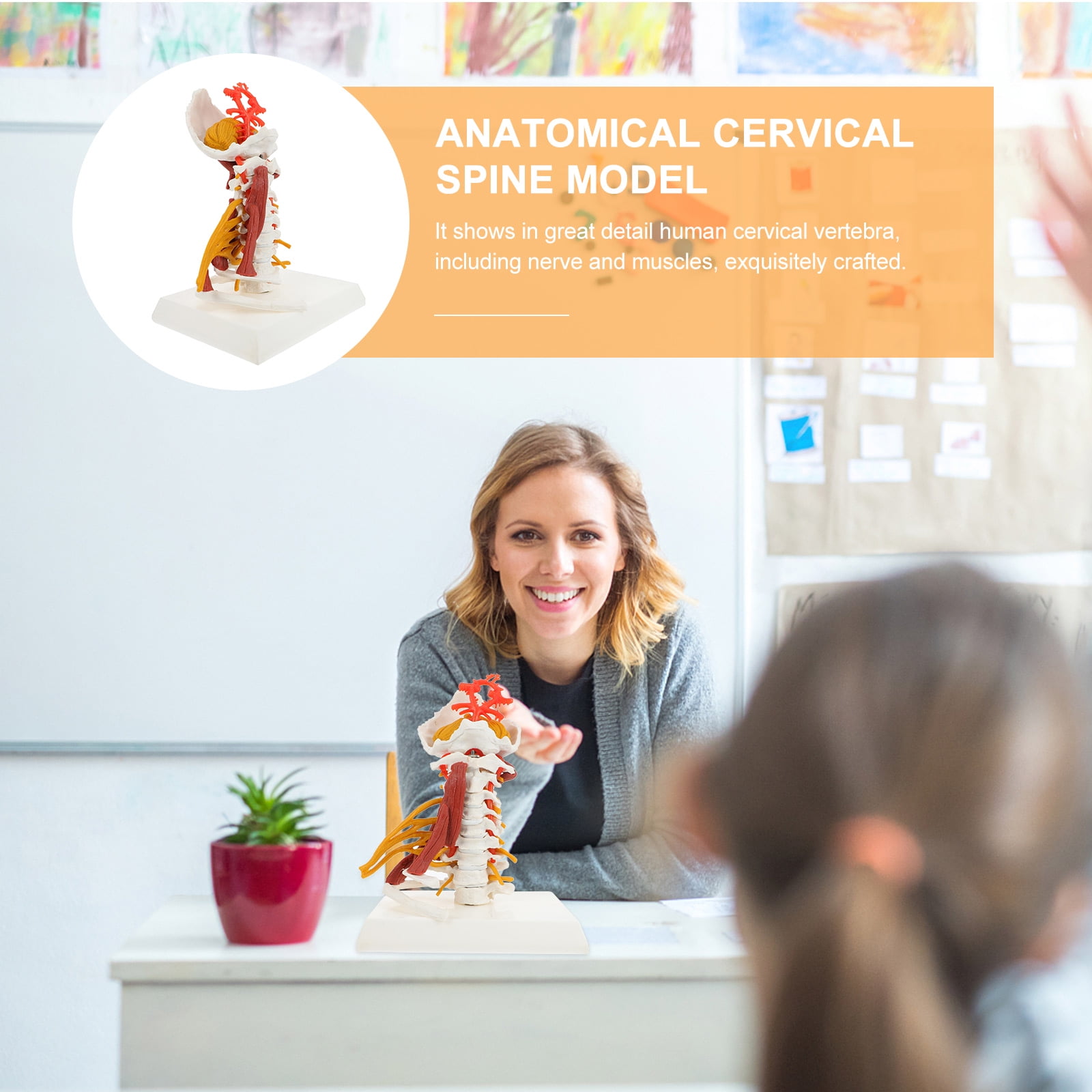MLINS Anatomical Cervical Spine Model for Teaching Made of PVC White ...