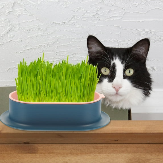 PTOOTP cat grass planter for indoor Plastic Simple Design 1Pack ...