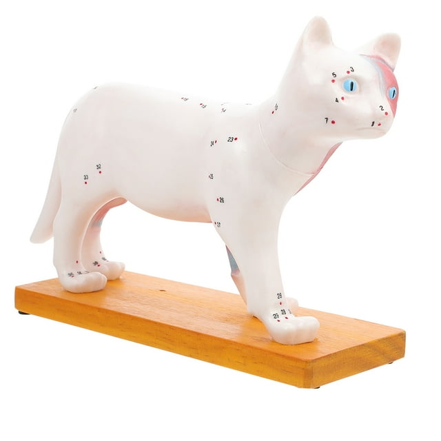 MLINS Cat Toys Acupuncture Point Model Veterinary Anatomy Display Child ...