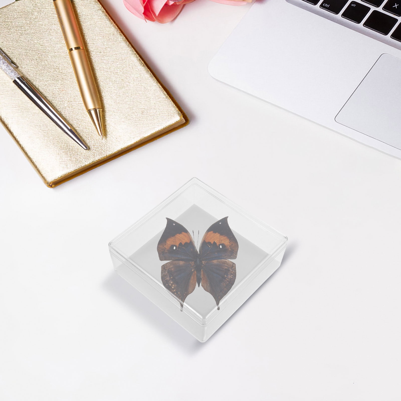 MLINS DIY Specimen Pin Collection Display Box Transparent Case for ...