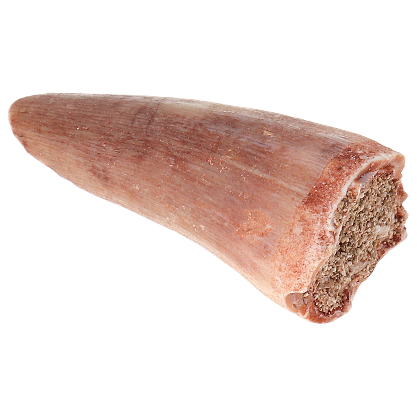 MLINS Dinosaur Skeleton Specimen Teaching Aids Teeth Model - Walmart.com