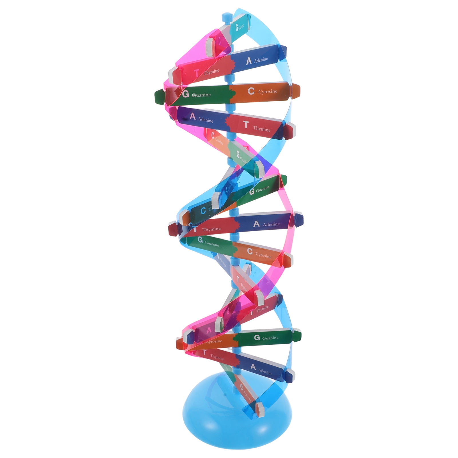 MLINS Dna Model of Double Helix Structure Gene Suite Spiral Kit Student ...