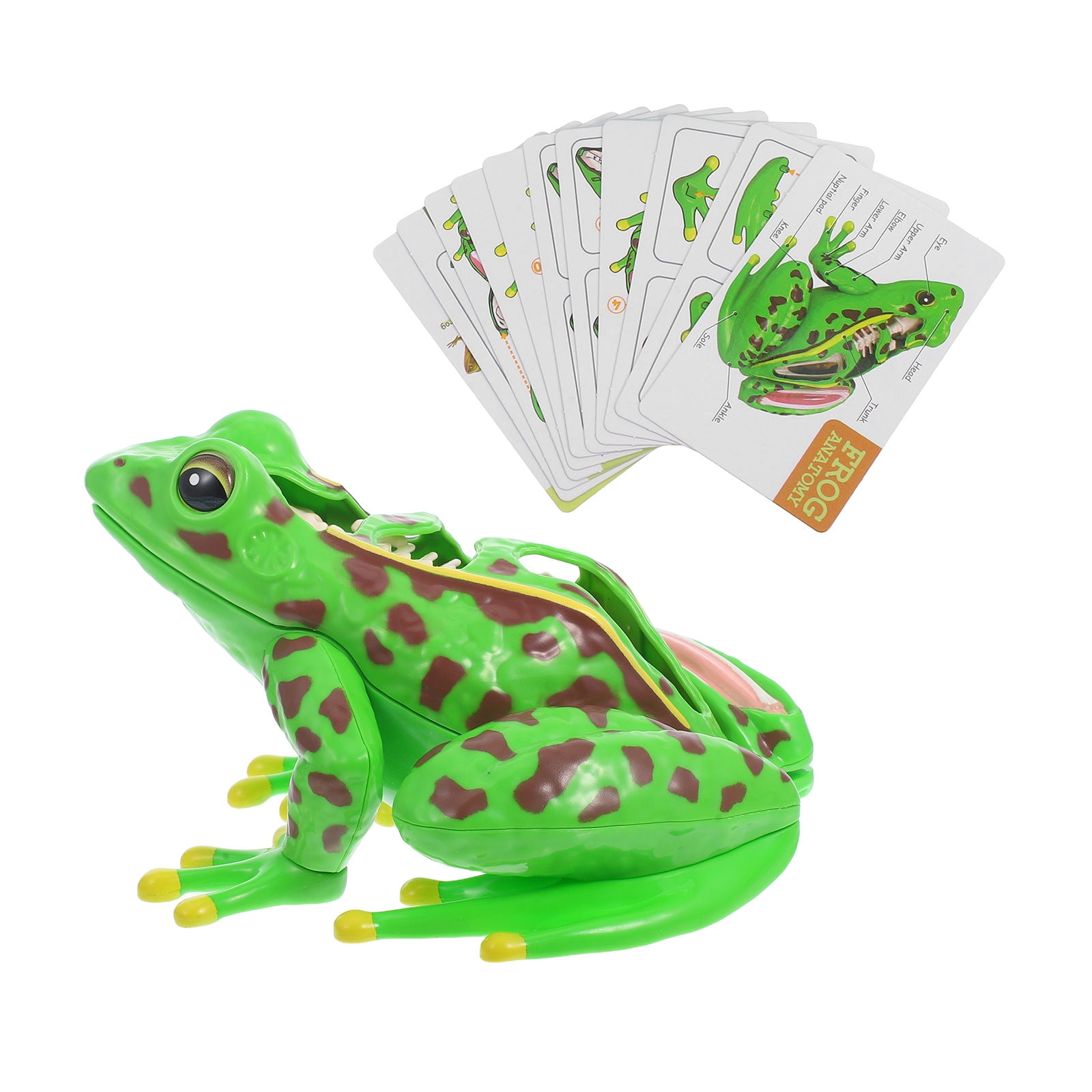MLINS Educational Frog Dissection Model Realistic And Safe Anatomy ...