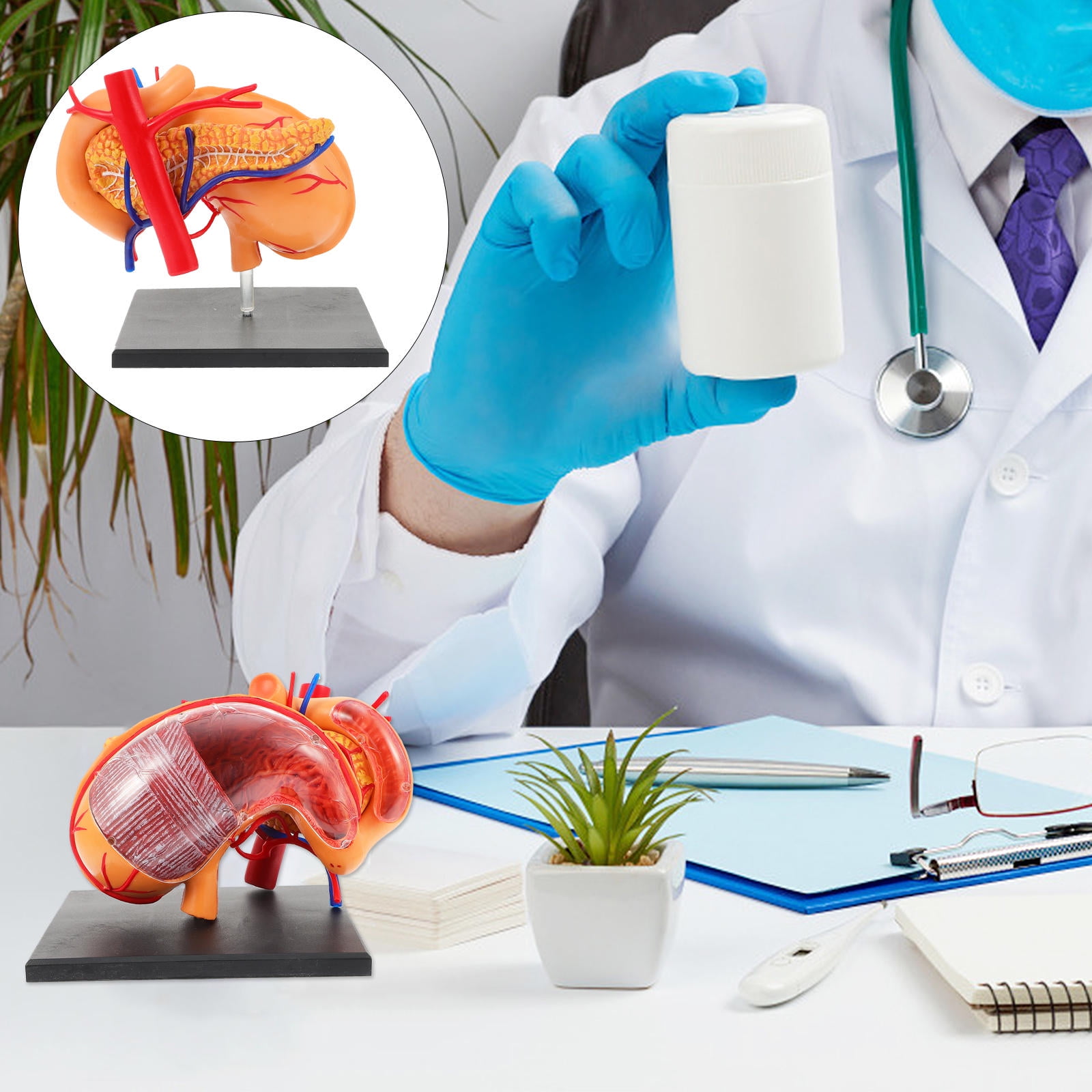 MLINS Esophagus Science Classroom Model Physiology Child - Walmart.com