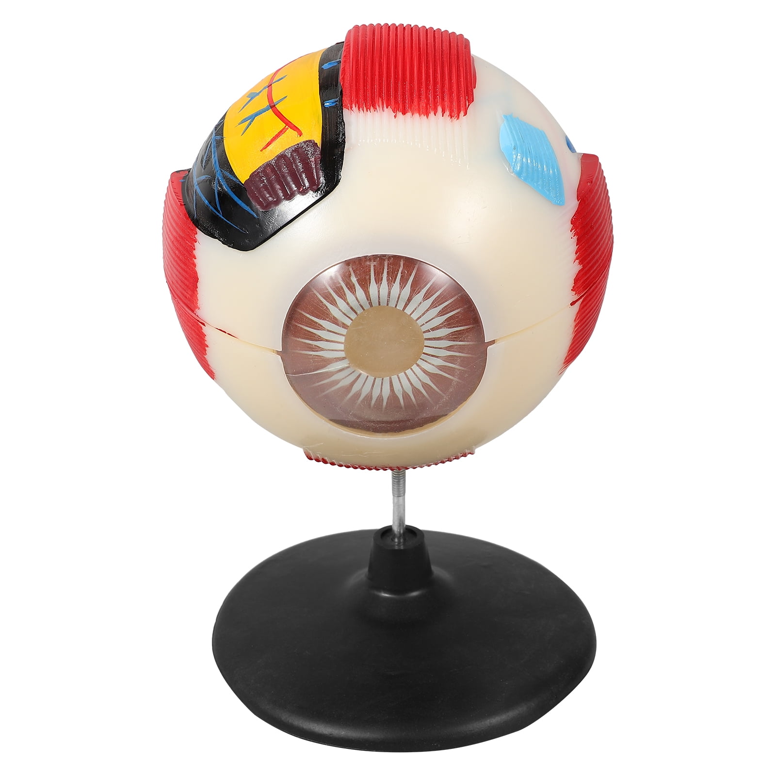 MLINS Eye Anatomy Model 6x Enlarged Eyeball Model Science Display Eye ...