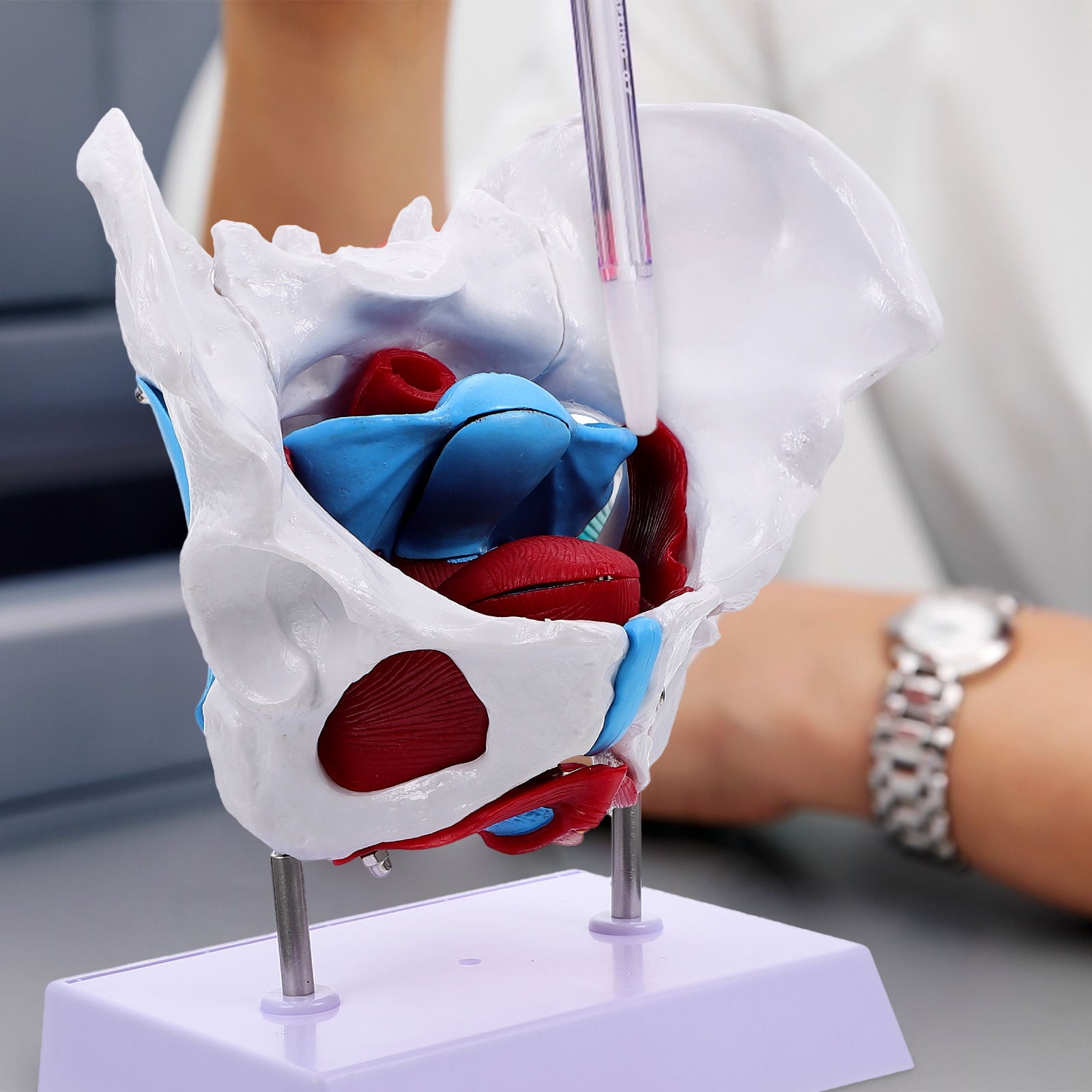 MLINS Female Skeletal Model Pelvis Childbirth Pelvic Anatomy - Walmart.com