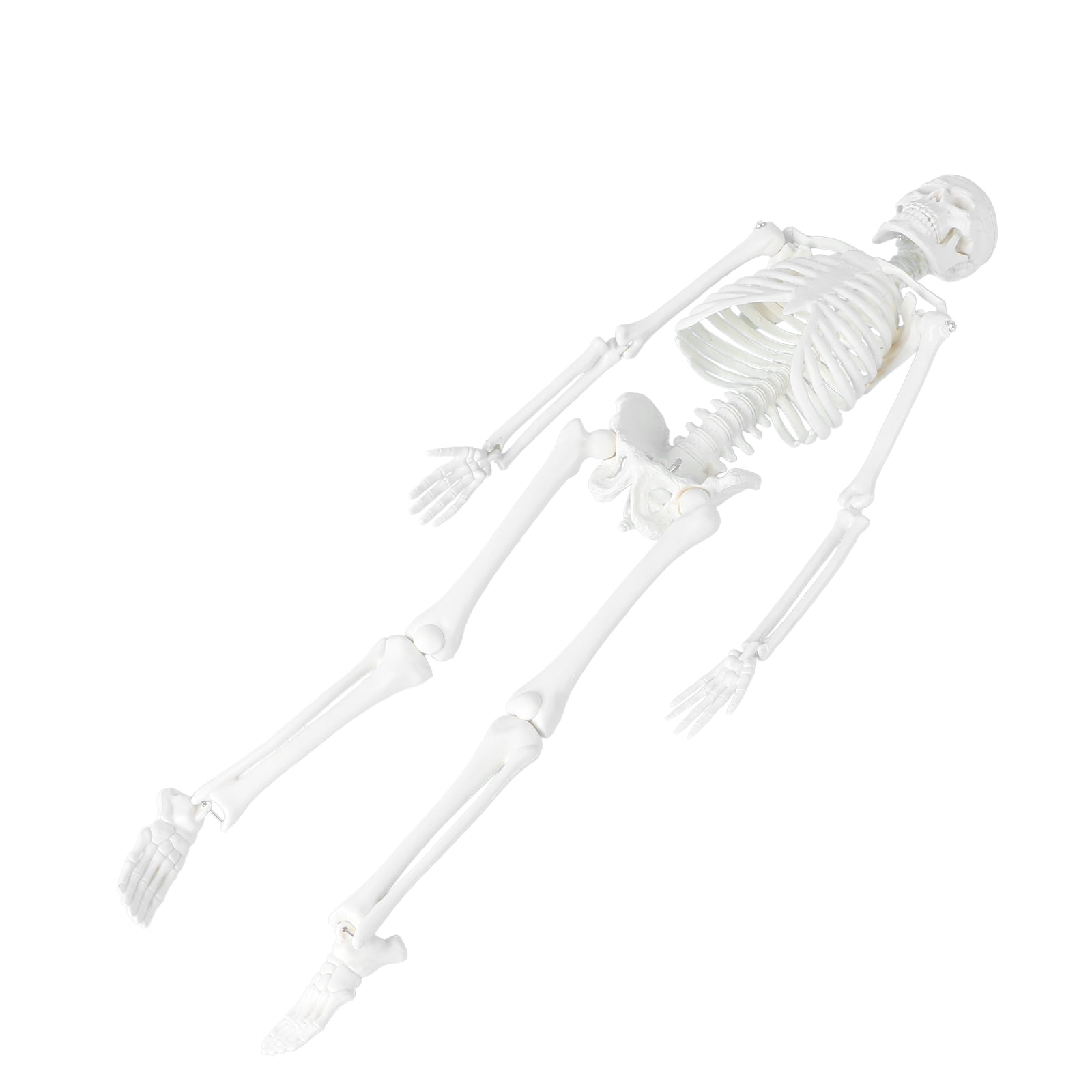 MLINS Human Skeleton Model Medical Anatomical Study Model with ...