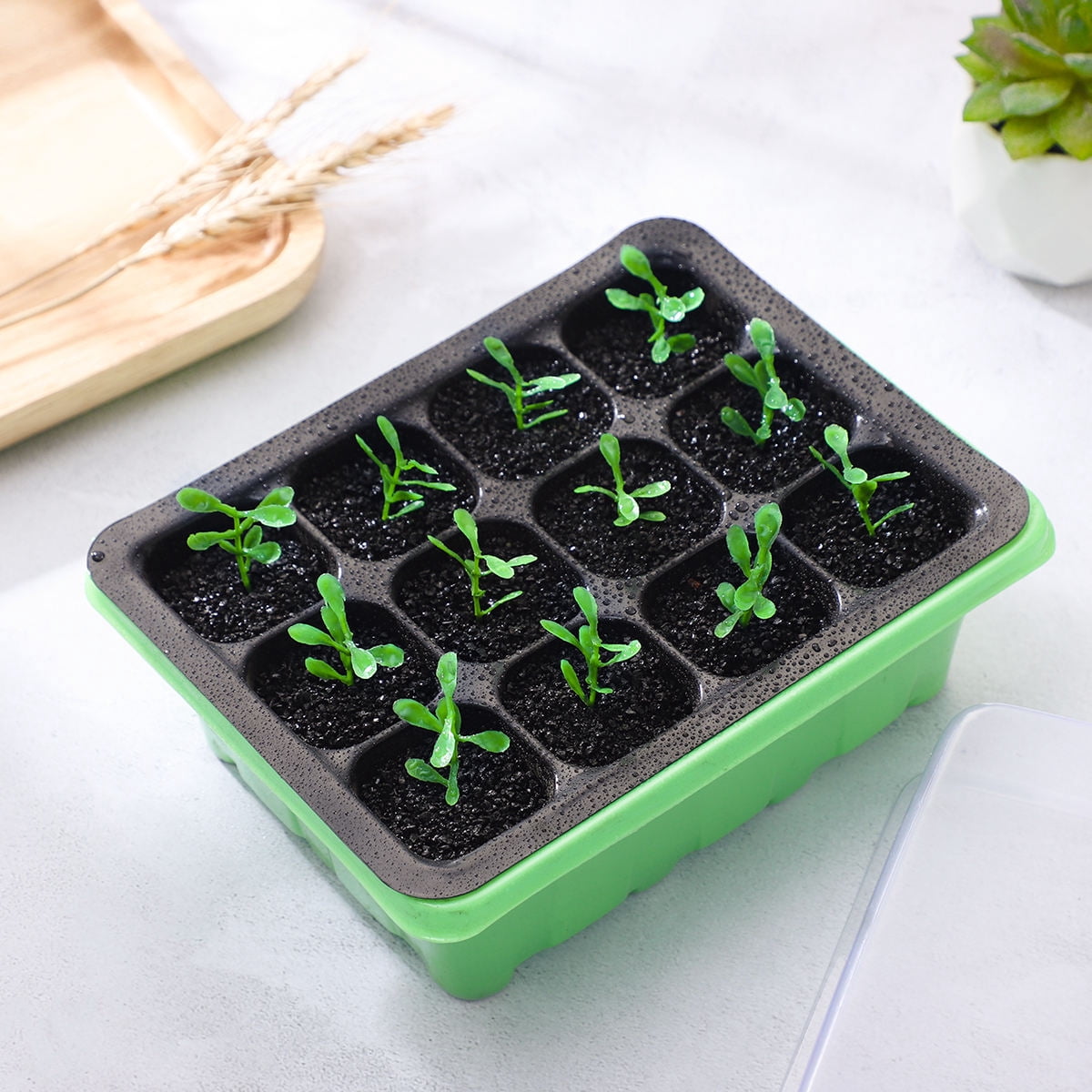 MLINS Plastic sprouter Tray for Planting Promotes Growth with ...