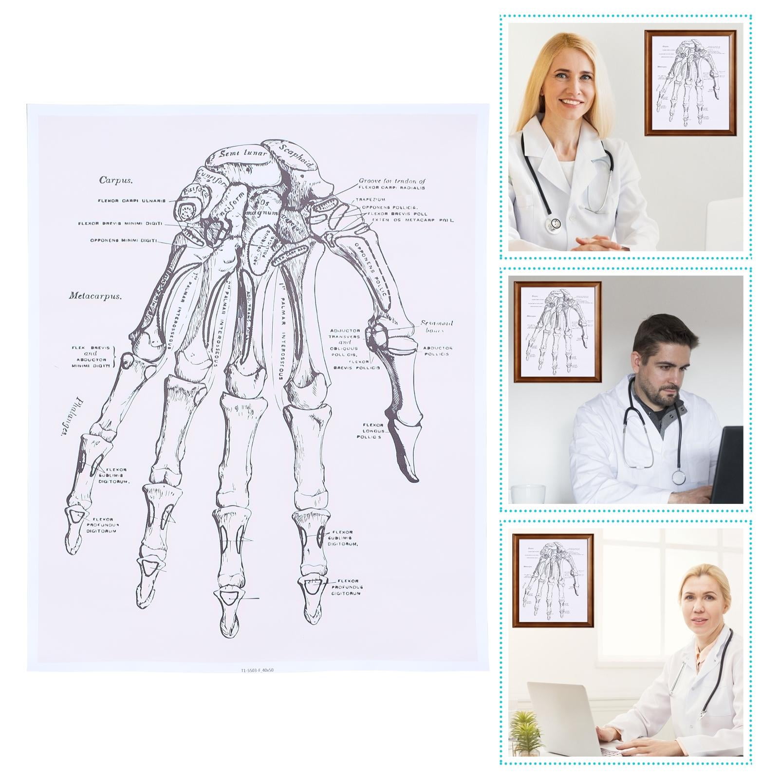 MLINS Science Posters Human Anatomy Organ Chart Beginner's - Walmart.com