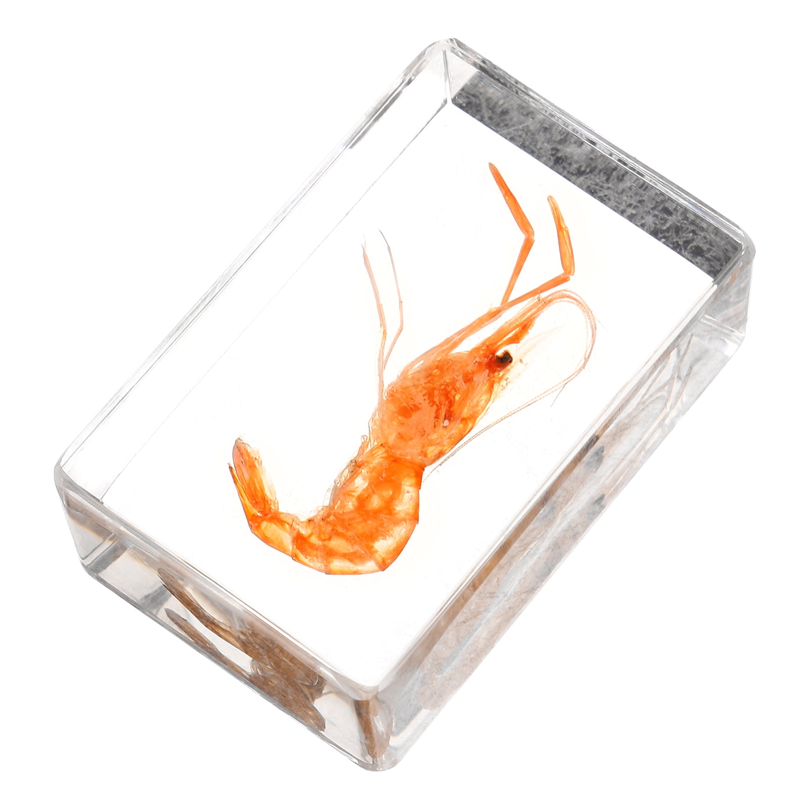 MLINS Specimen Displays Scientific Educational Toy Shrimp Package ...