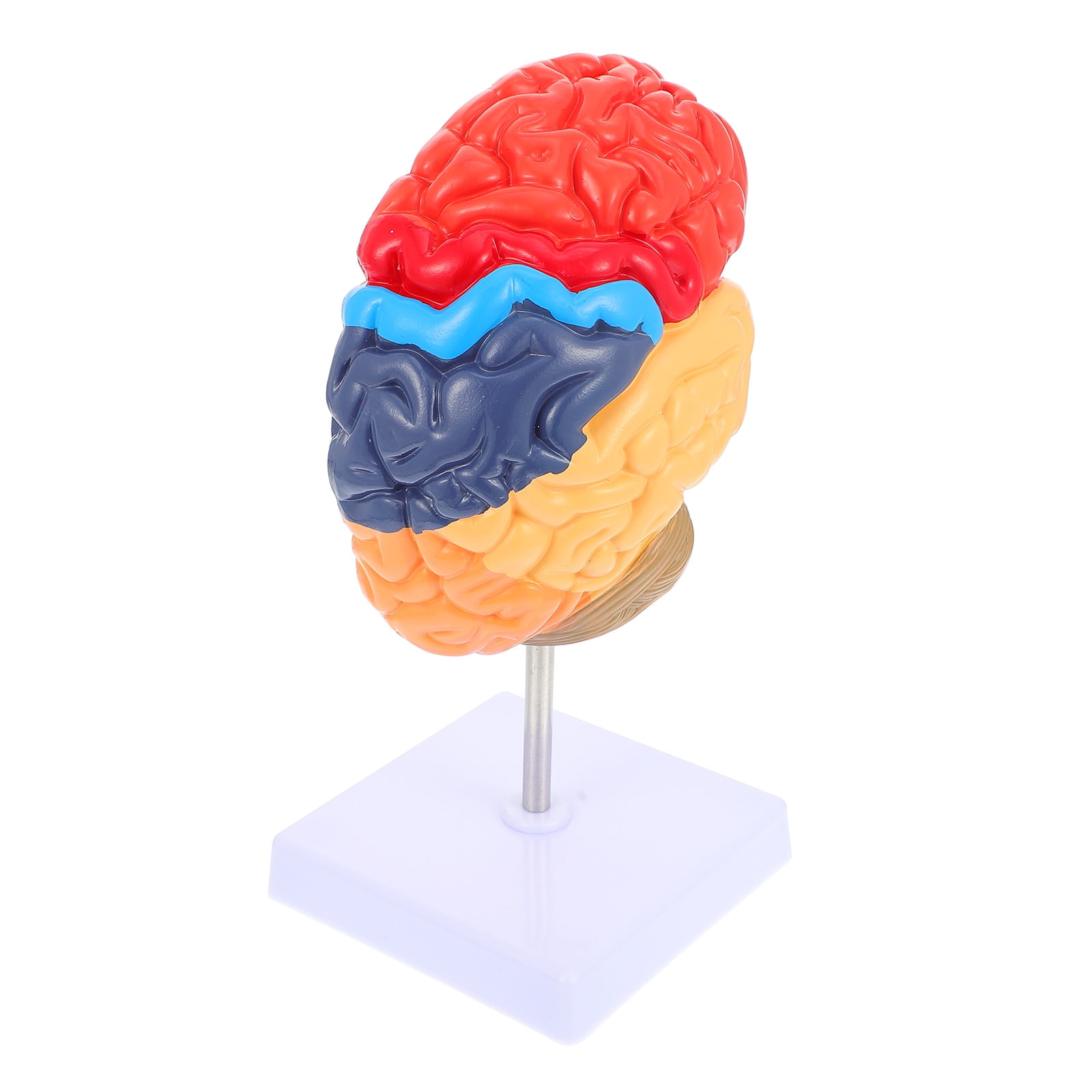 MLINS Vivid Human Brain Model Half Teaching Anatomy Toddler - Walmart.com