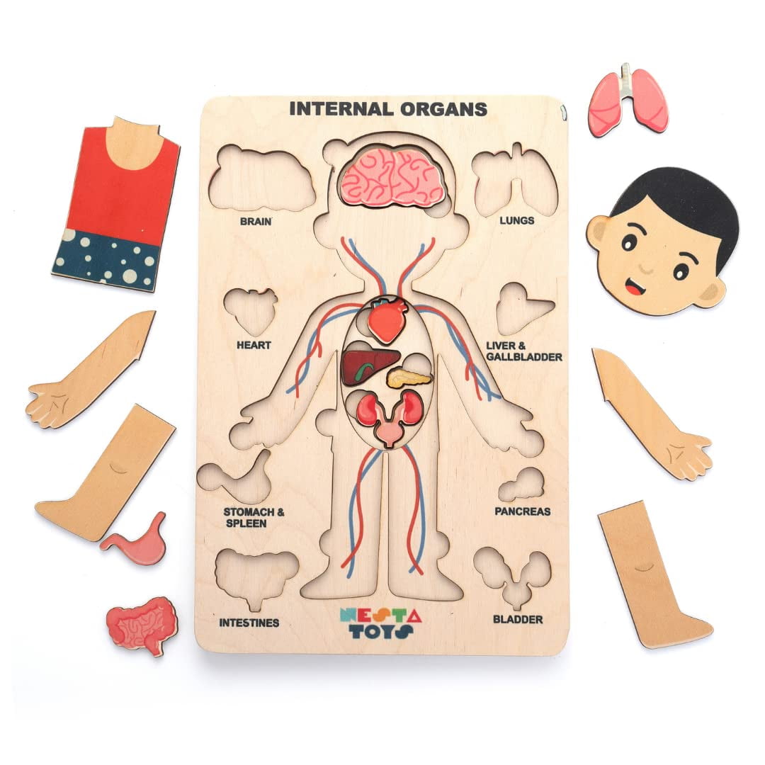 NESTA TOYS - Human Anatomy | Internal Organs Puzzle - Walmart.com