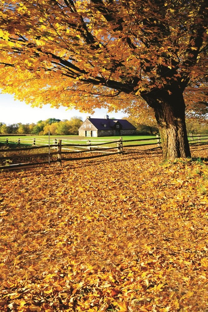 MOHome 5x7ft Fall Scenic Backdrop Paper Autumn Tree Natural View ...
