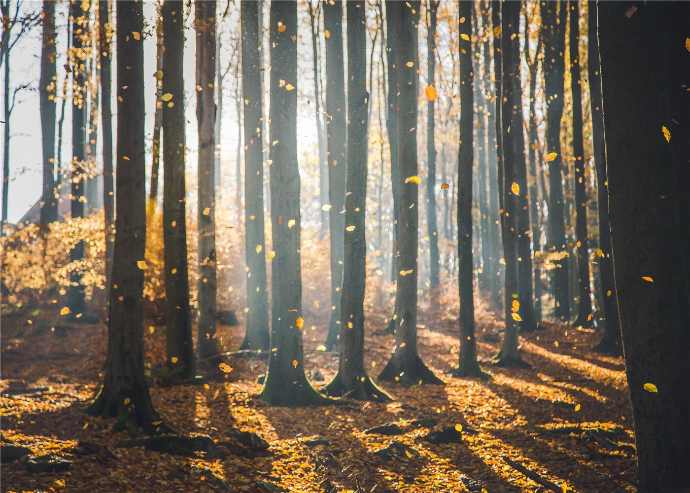 MOHome 7x5ft Autumn Photography Backdrops Fantasy Forest Background ...